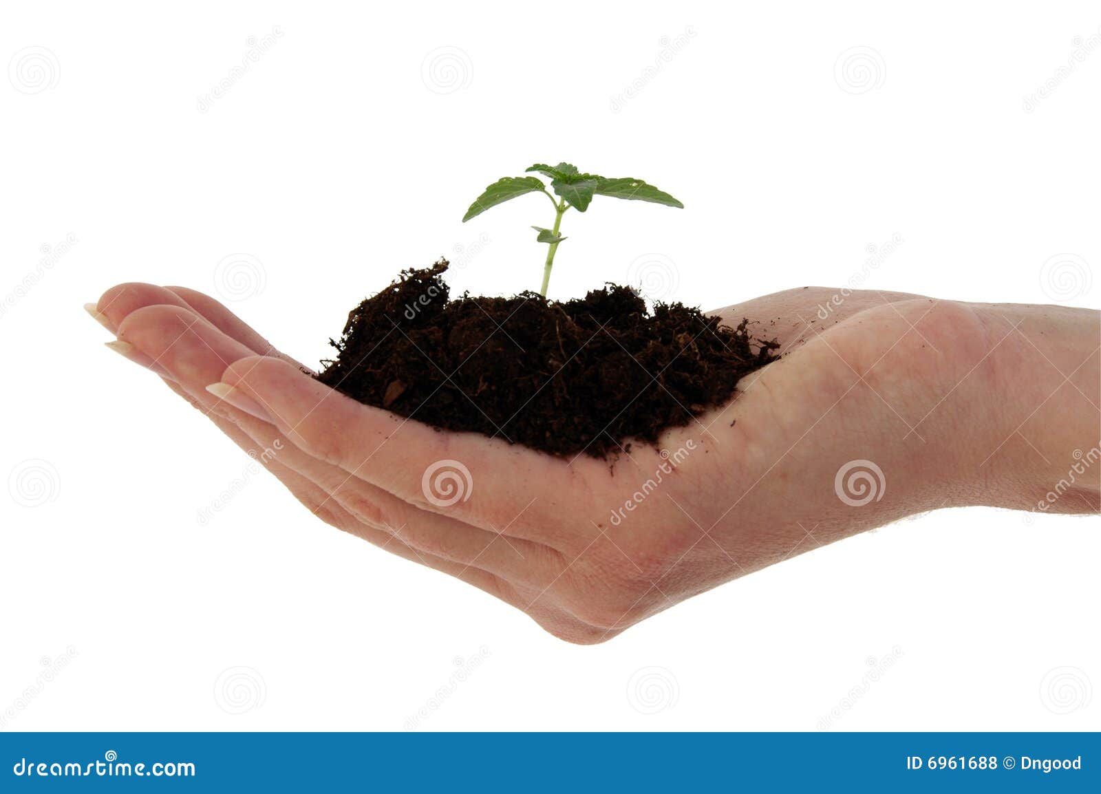 Soil and plant in hand stock photo. Image of growing, hand - 6961688