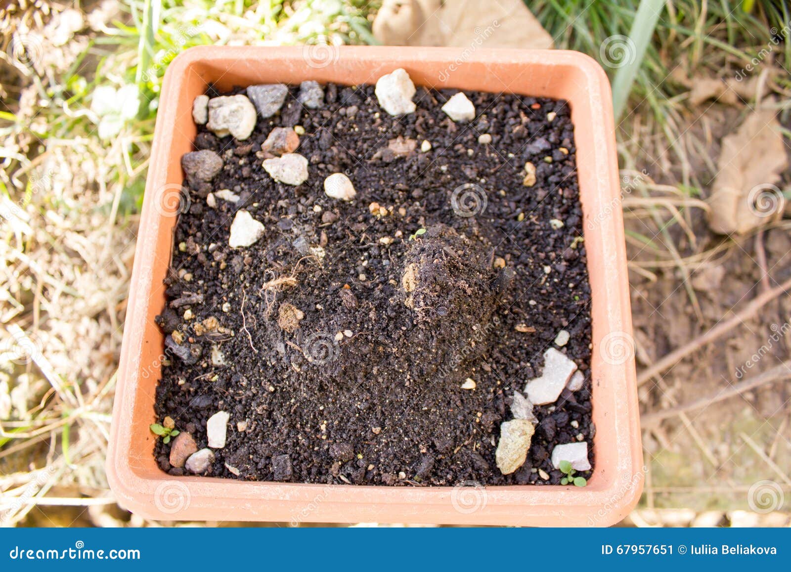 The Soil in the Pot for Planting Stock Image - Image of agriculture ...