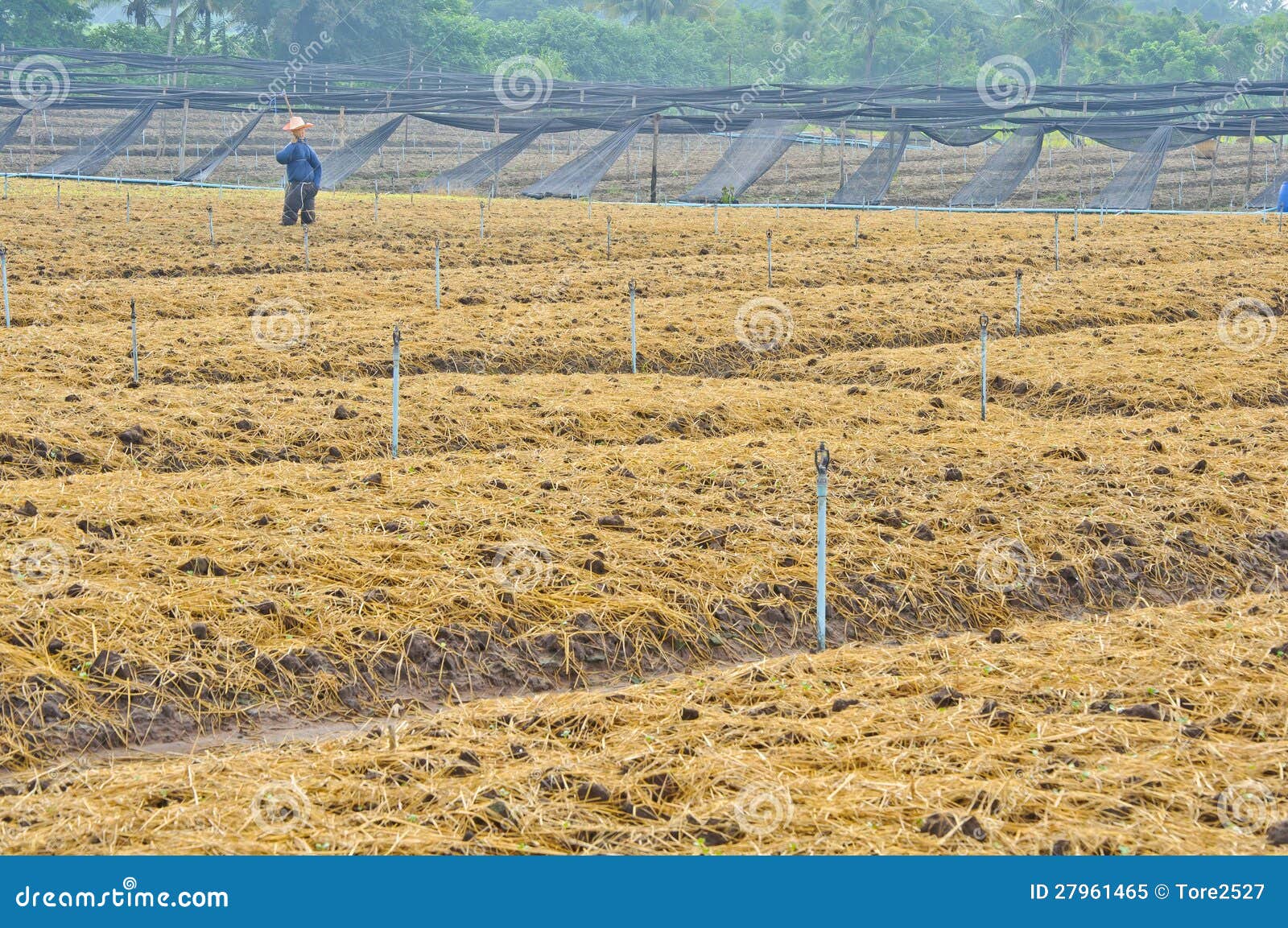 Soil Preparation Land for Vegetable Cultivation Stock Image - Image of ...