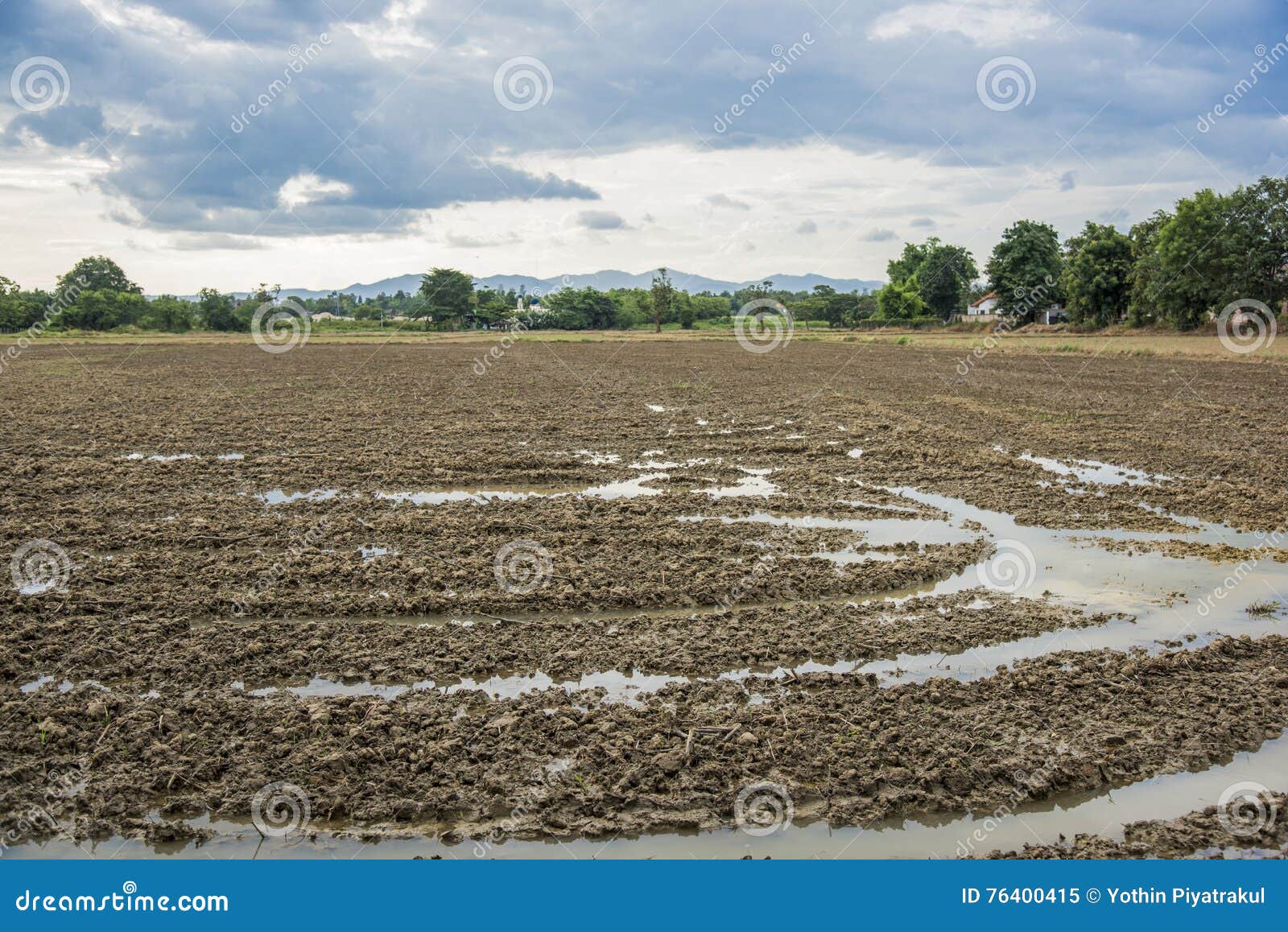 Soil Preparation, Planting, Plowing Rice. Stock Image - Image of field ...