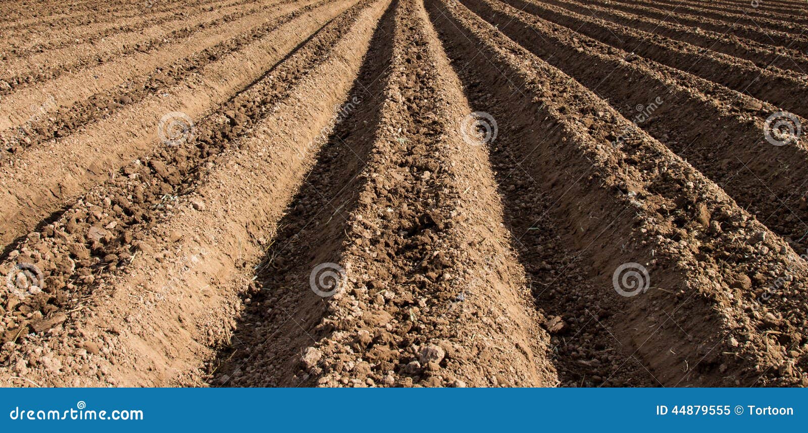 Soil Preparation for Sowing Vegetable in Field Stock Image - Image of ...