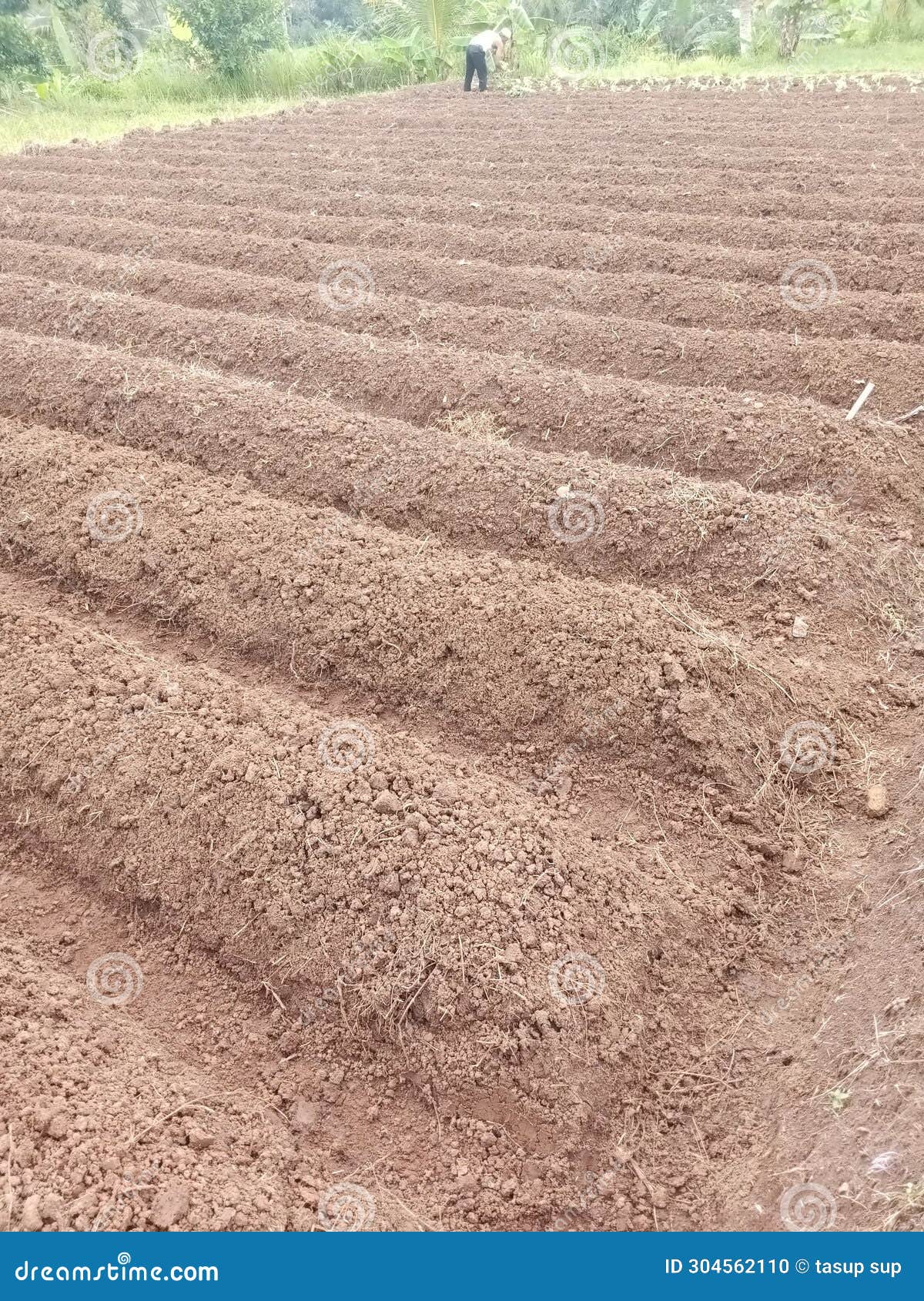 Soil Processing Process for Planting Sweet Potatoes. Stock Photo ...