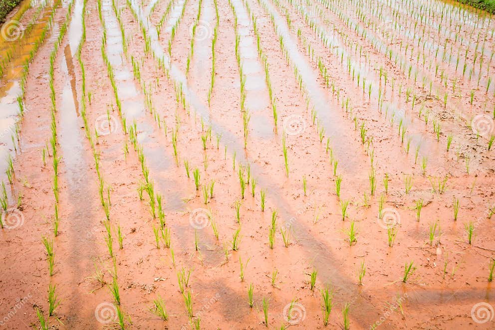 Soil for rice stock image. Image of earth, field, thai - 43868653