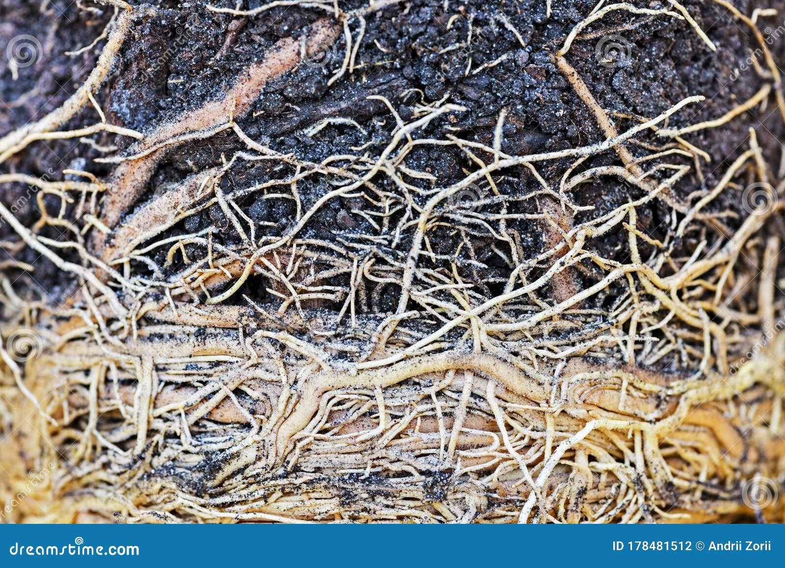 Soil And Root Structure, Network Of Roots Under Soil, Plant Root. The ...