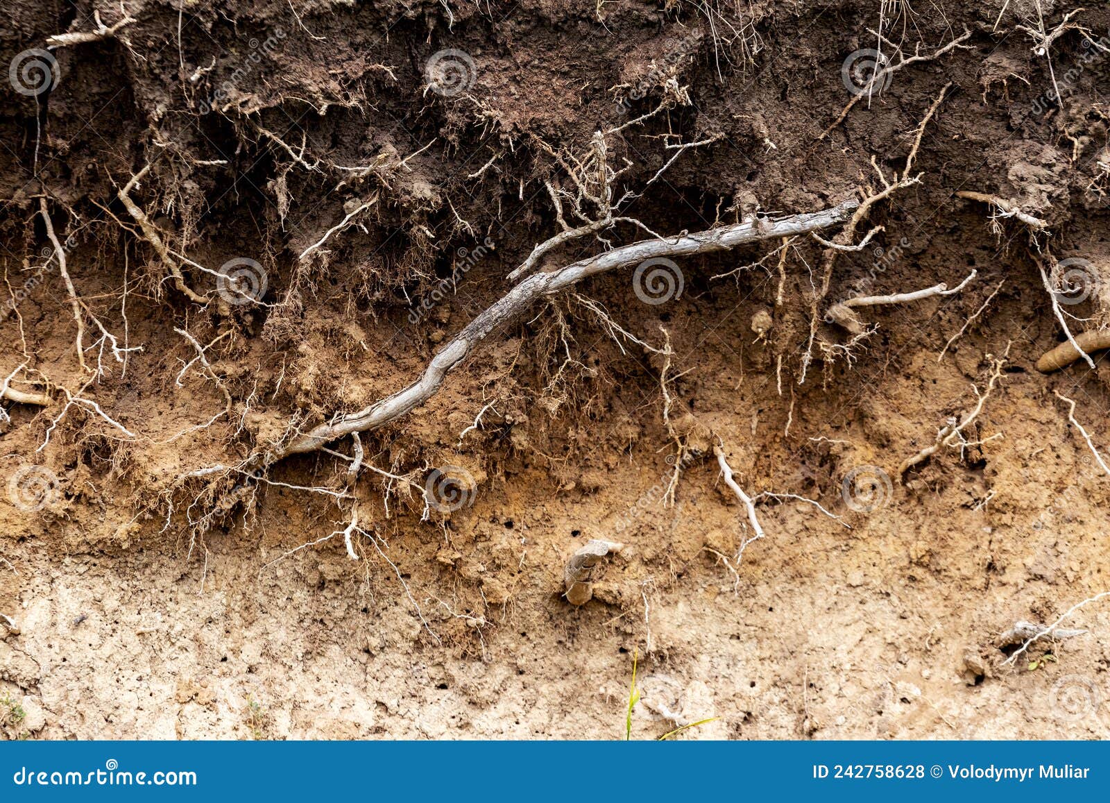 Soil Section With Bare Tree Roots, Soil Structure Stock Photography ...