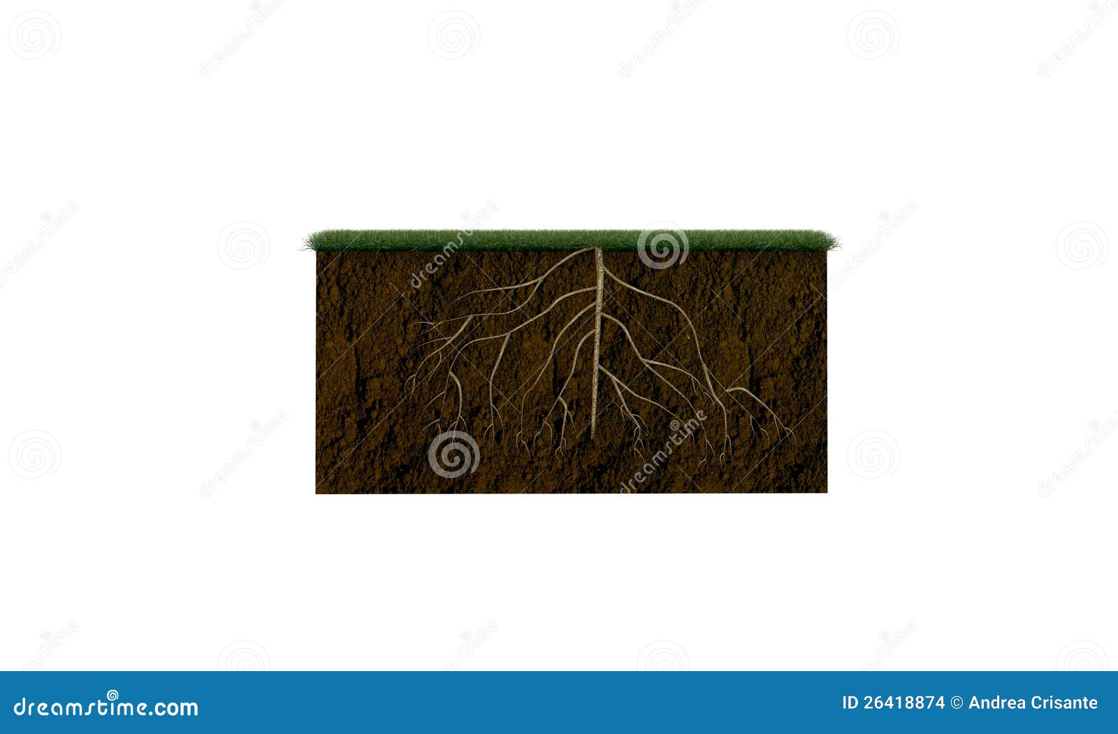 Soil Section with Big Roots Inside Stock Photo - Image of cultivate ...