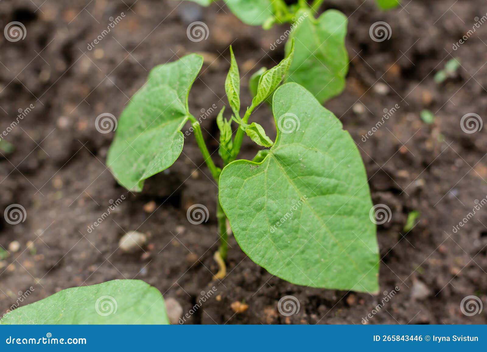 The Soil with a Small Bean Sprouts. Organic Food Stock Photo - Image of ...