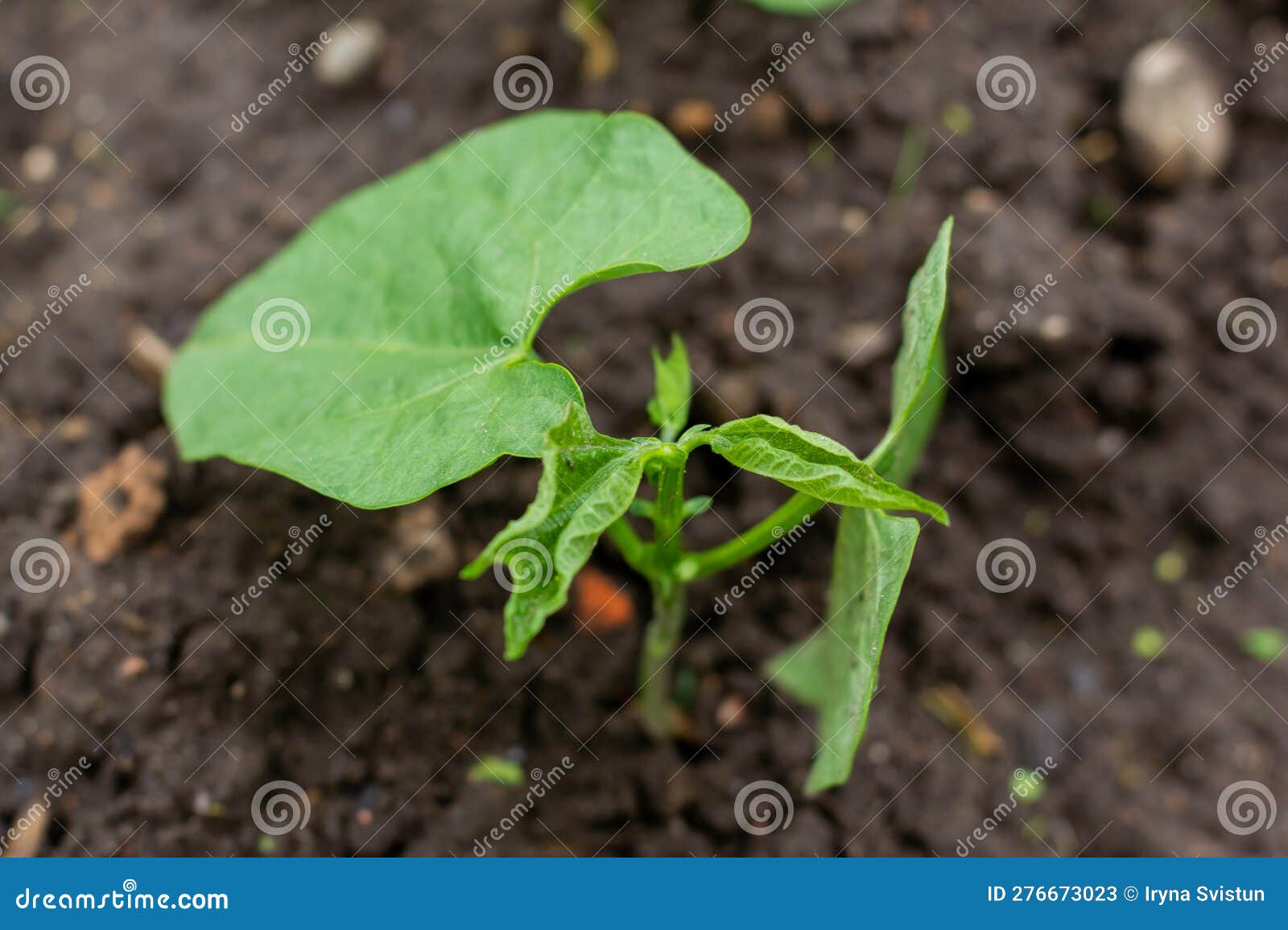 The Soil with a Small Bean Sprouts. Organic Food Stock Image - Image of ...