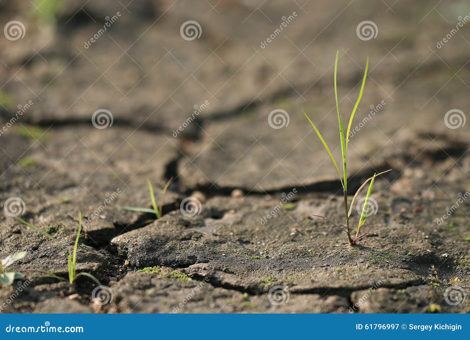 Soil with small shoots stock image. Image of level, natural - 61796997
