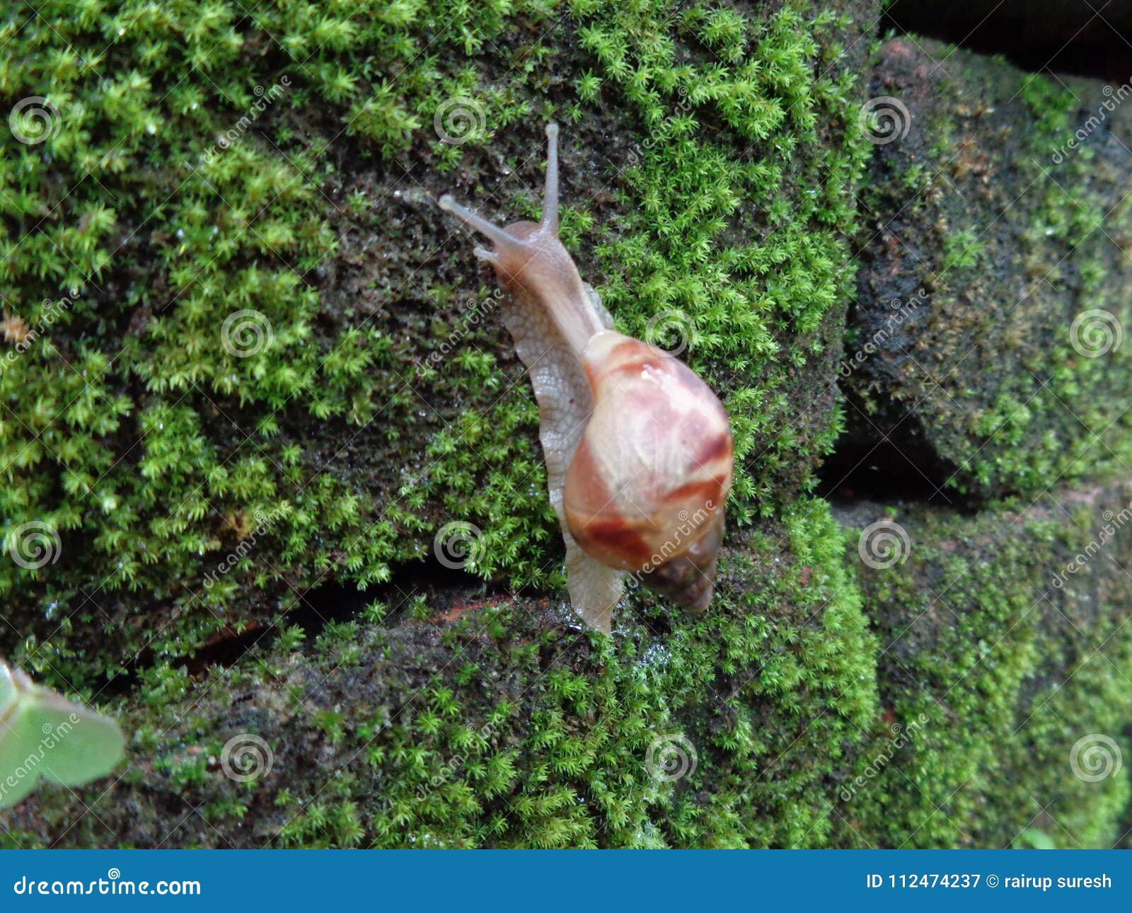 Soil snail stock image. Image of snail, soil, beauty - 112474237