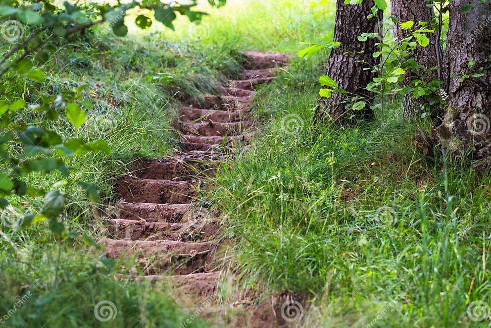 Soil steps in the forest stock image. Image of plant - 130419813