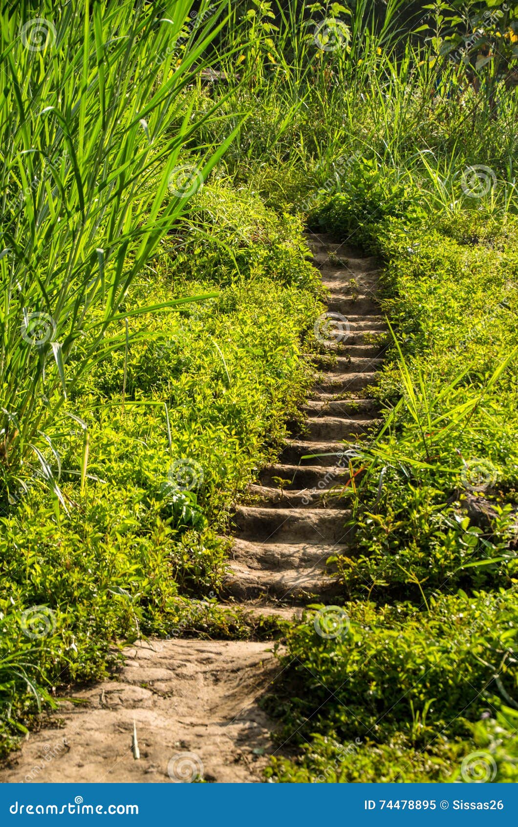 Soil steps stock image. Image of outdoor, environment - 74478895