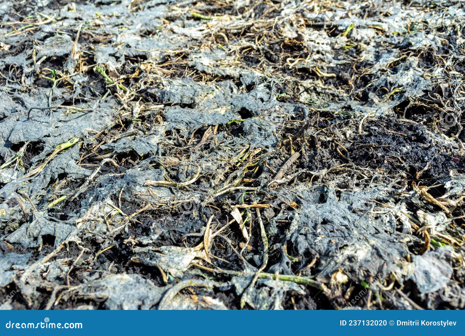 Soil Surface Covered with Decayed Rapeseed Leaves Sown on Green Manure ...