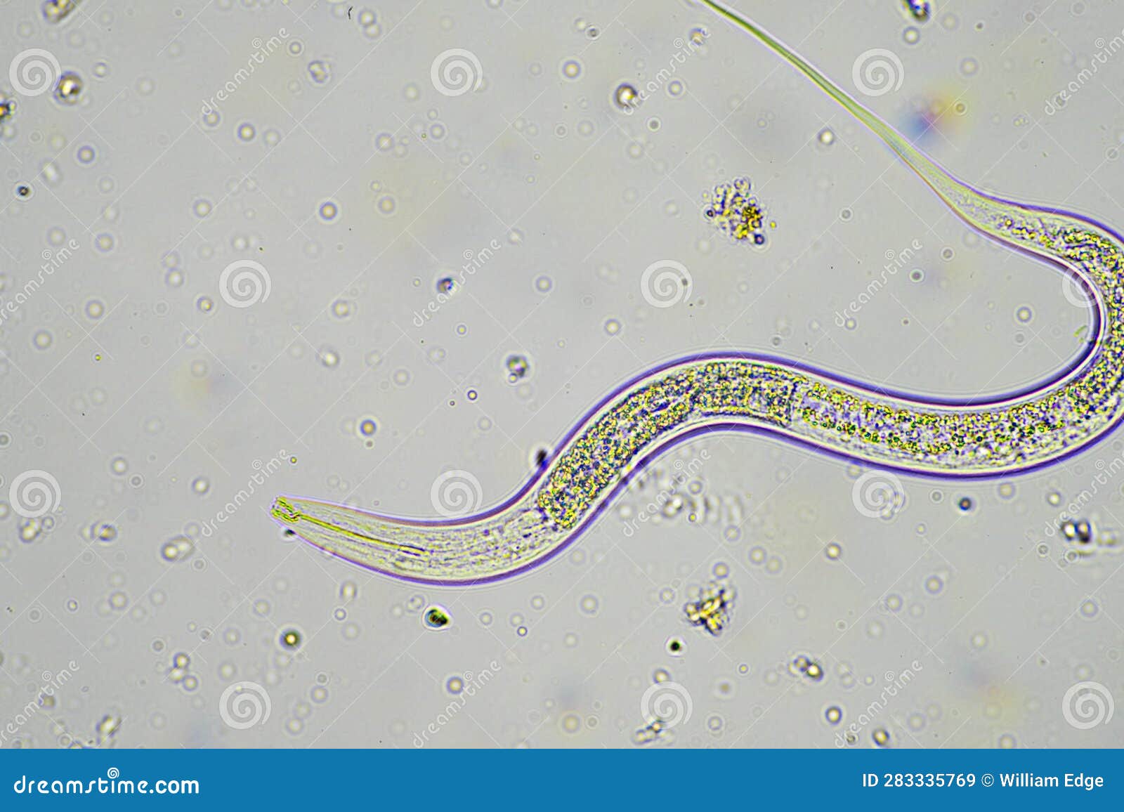 Soil Switcher Nematode, Microorganism and Soil Biology, with Nematodes ...