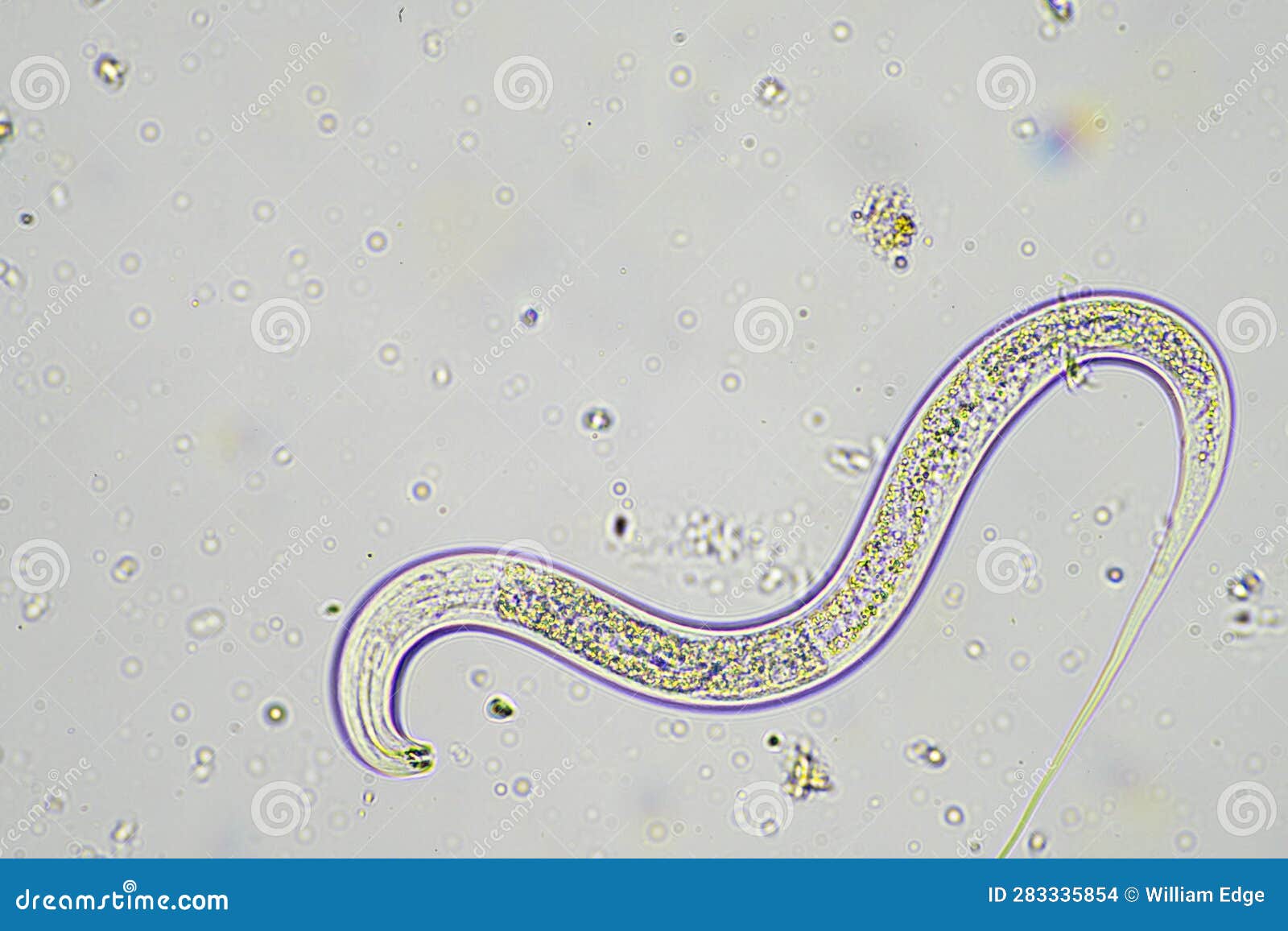 Soil Switcher Nematode, Microorganism and Soil Biology, with Nematodes ...