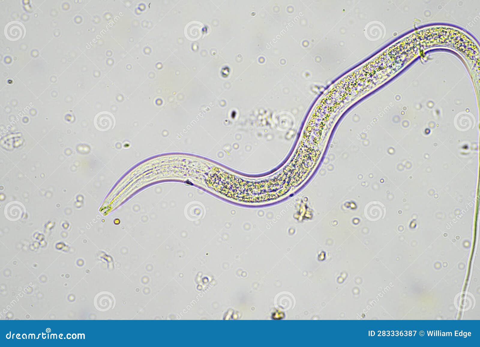 Soil Switcher Nematode, Microorganism and Soil Biology, with Nematodes ...