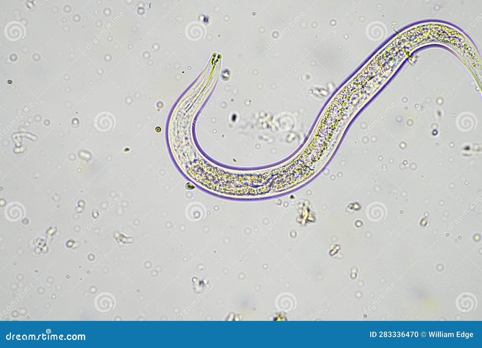 Soil Switcher Nematode, Microorganism and Soil Biology, with Nematodes ...