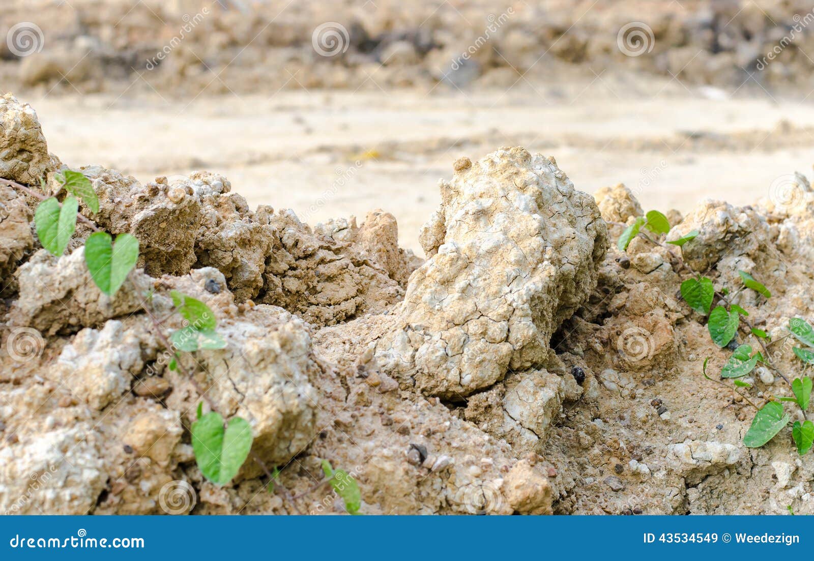 Soil Texture, Brown Ground Soil with Green Ivy Stock Image - Image of ...