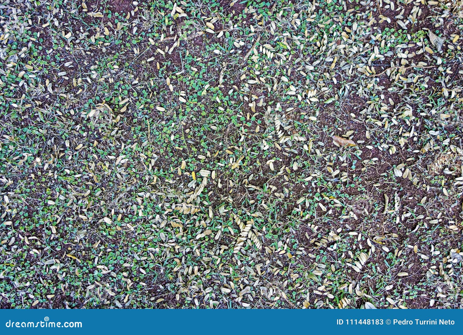 Soil Texture with Bush and Leaves Stock Image - Image of outdoor, leaf ...