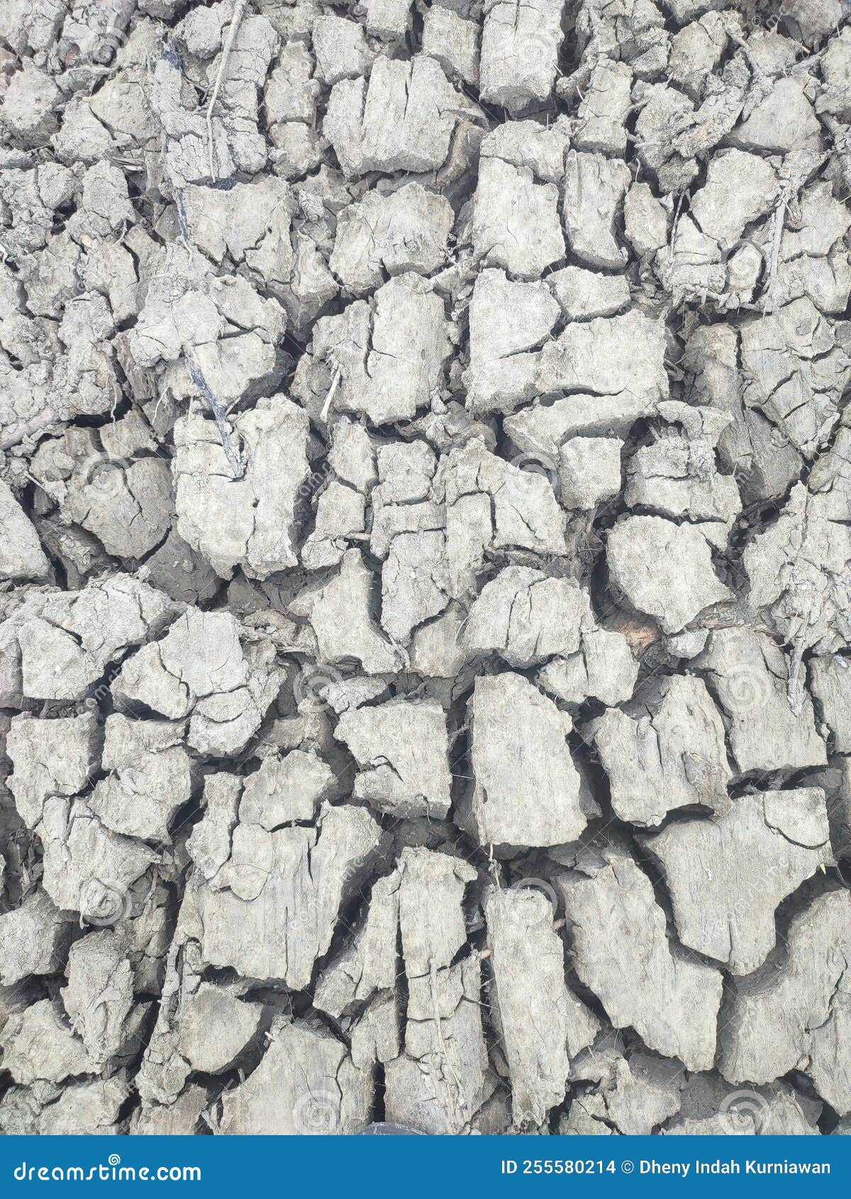 Soil texture when dry stock photo. Image of stonewall - 255580214
