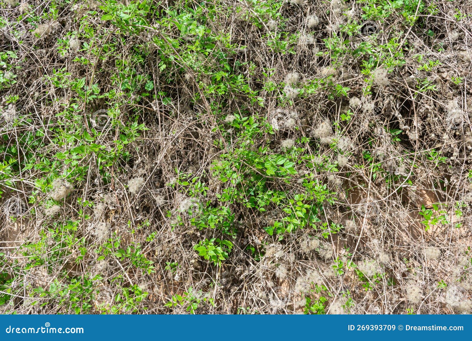 Soil Texture with Lots of Green Foliage Stock Image - Image of pattern ...