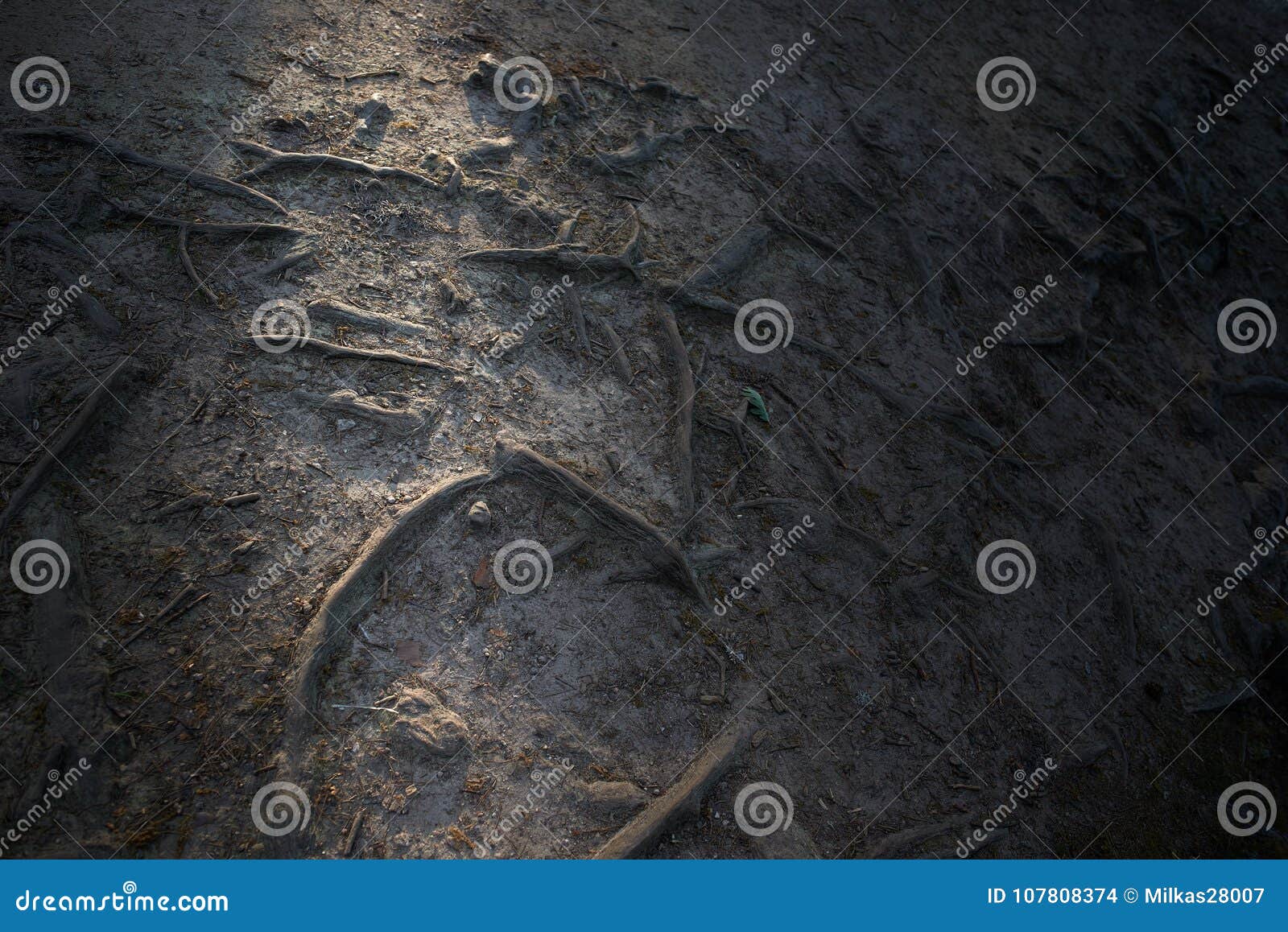 Soil Texture with Ray of Light Stock Photo - Image of tree, ecology ...