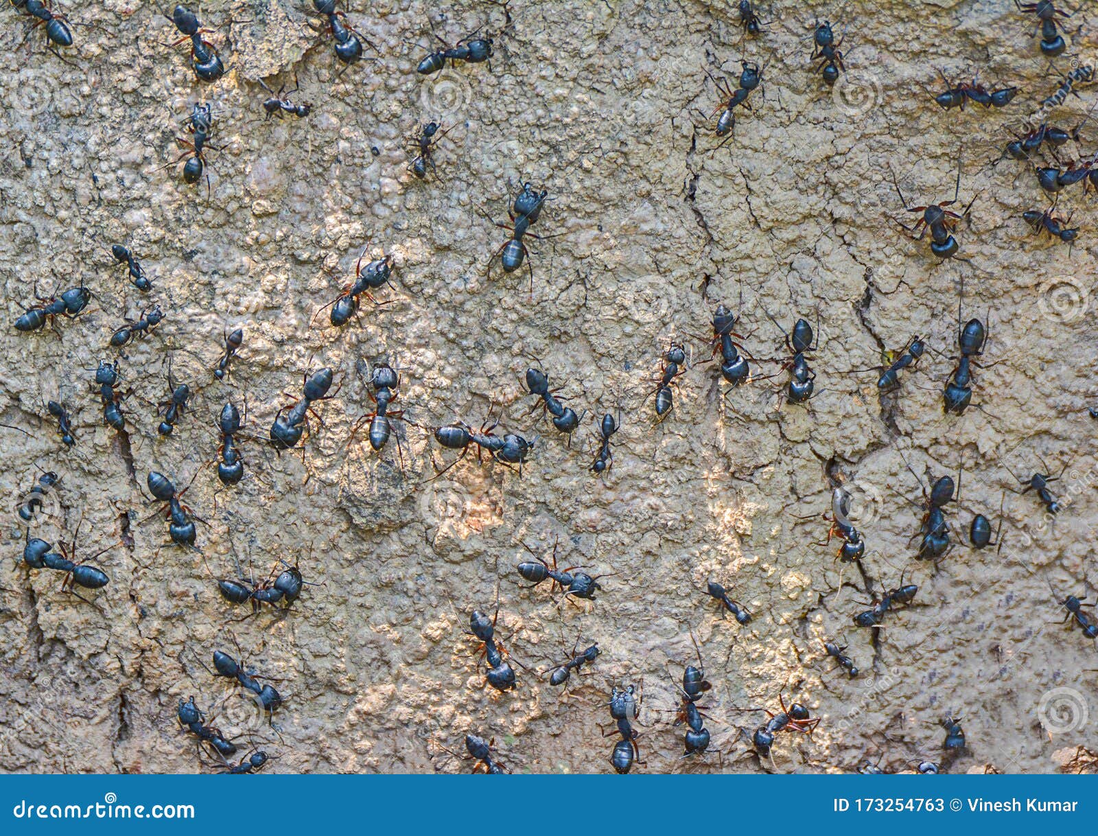 Natural Soil Background with Ants Stock Image - Image of workers ...