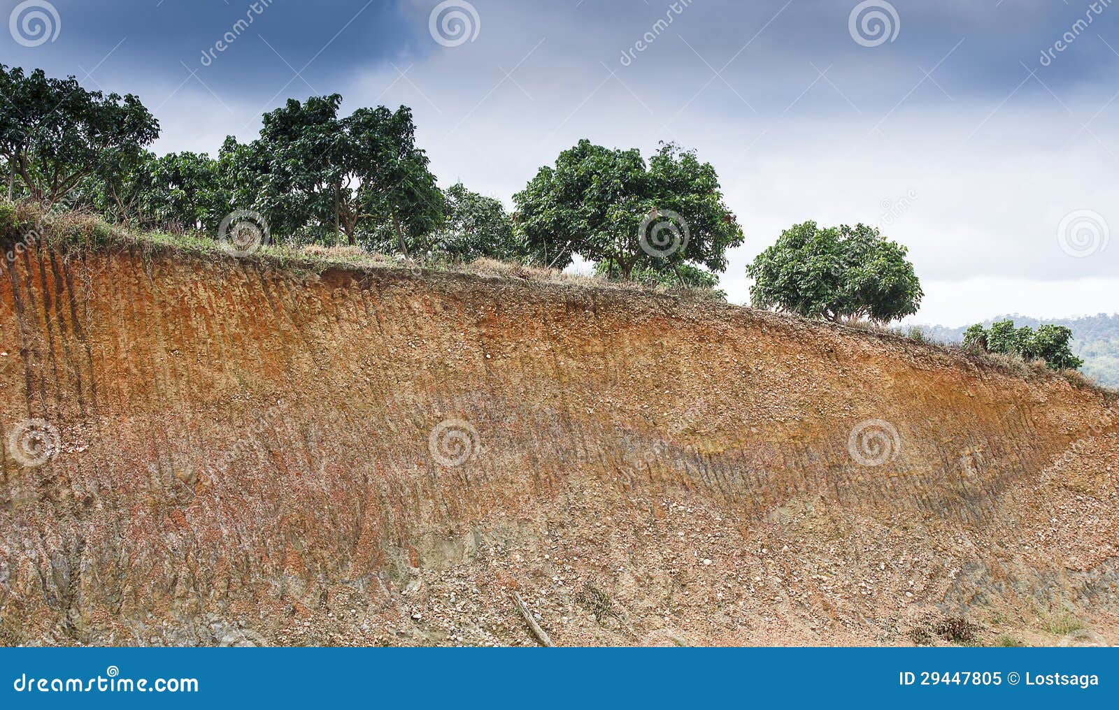 Longan Farm In Viet Nam. Stock Photography | CartoonDealer.com #212287628