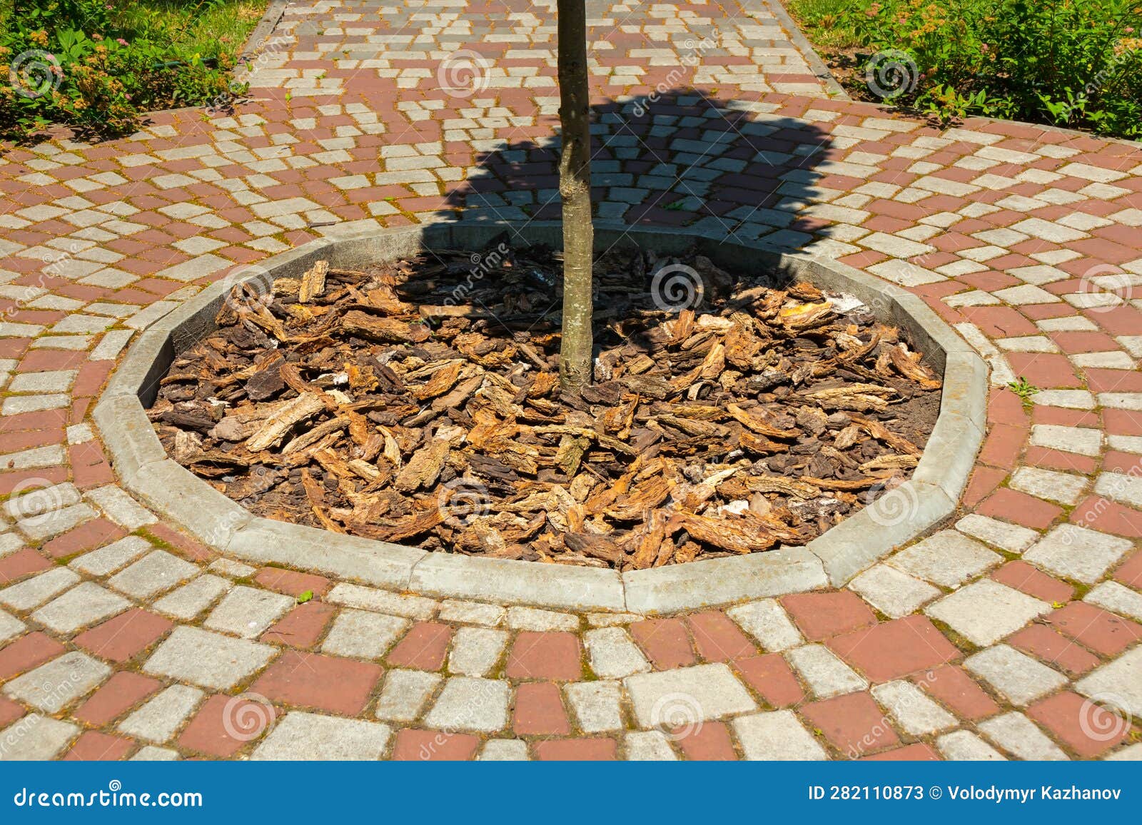 The Soil Under the Tree is Mulched with Bark. a Young Tree is Planted ...