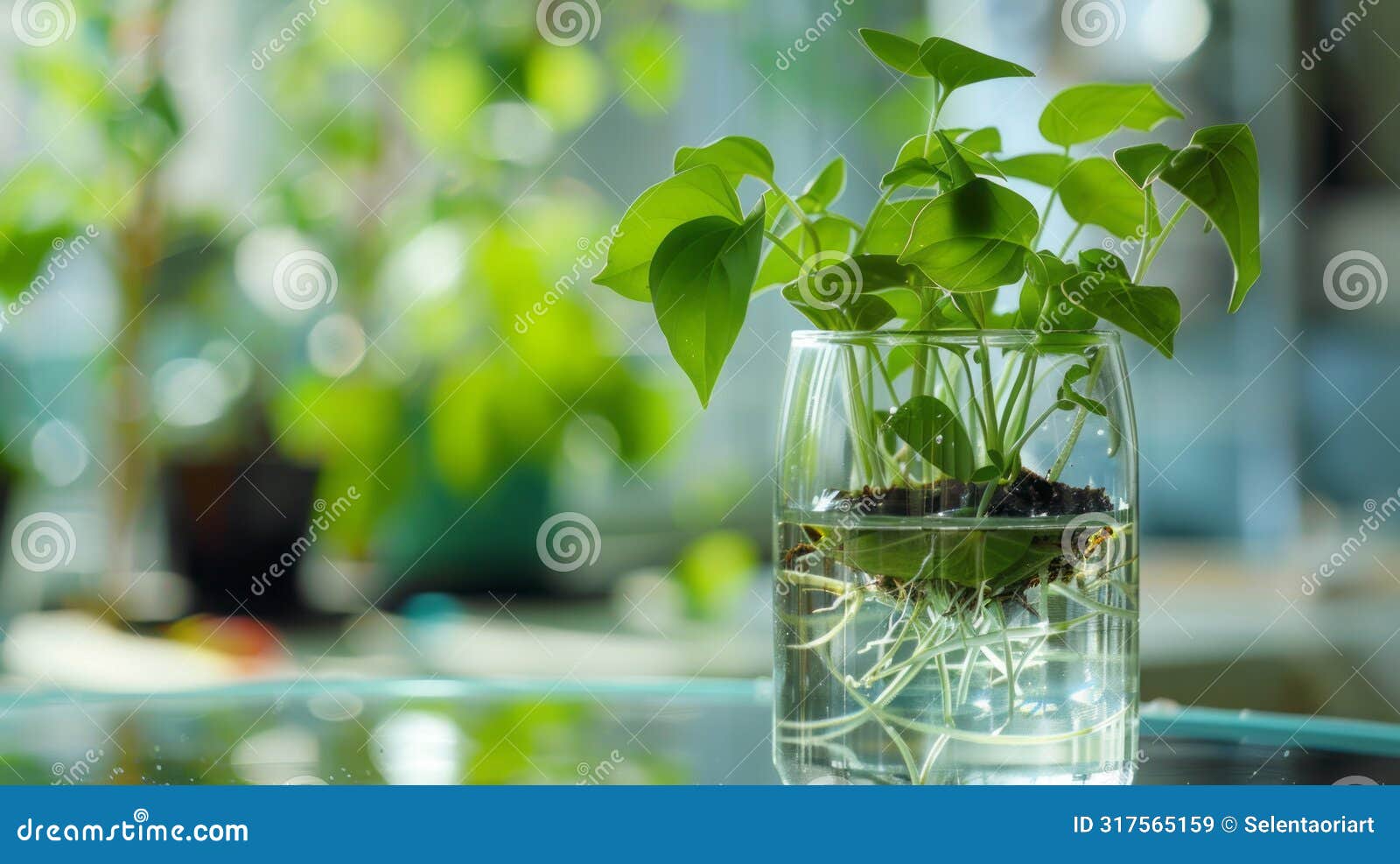 Soil Vs. Water: Comparing Propagation Methods Royalty-Free Stock Photo ... Soil Vs. Water: Comparing Propagation Methods Royalty-Free Stock Photo ...