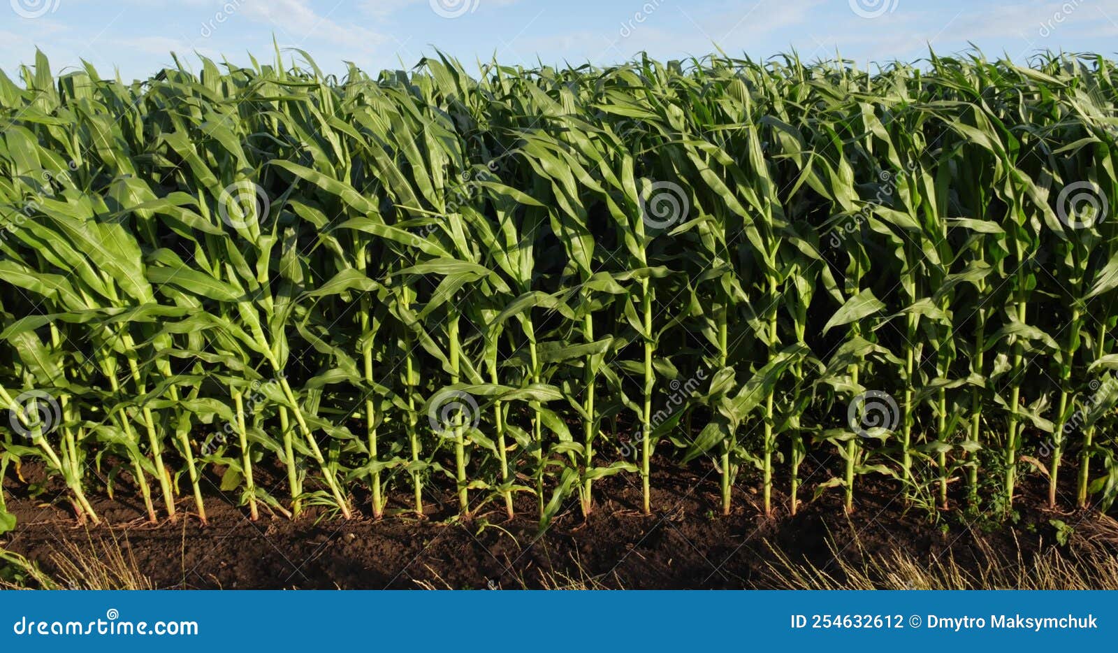 The Soil from Which the Stem Grows. Corn Growth Process Stock Footage ...