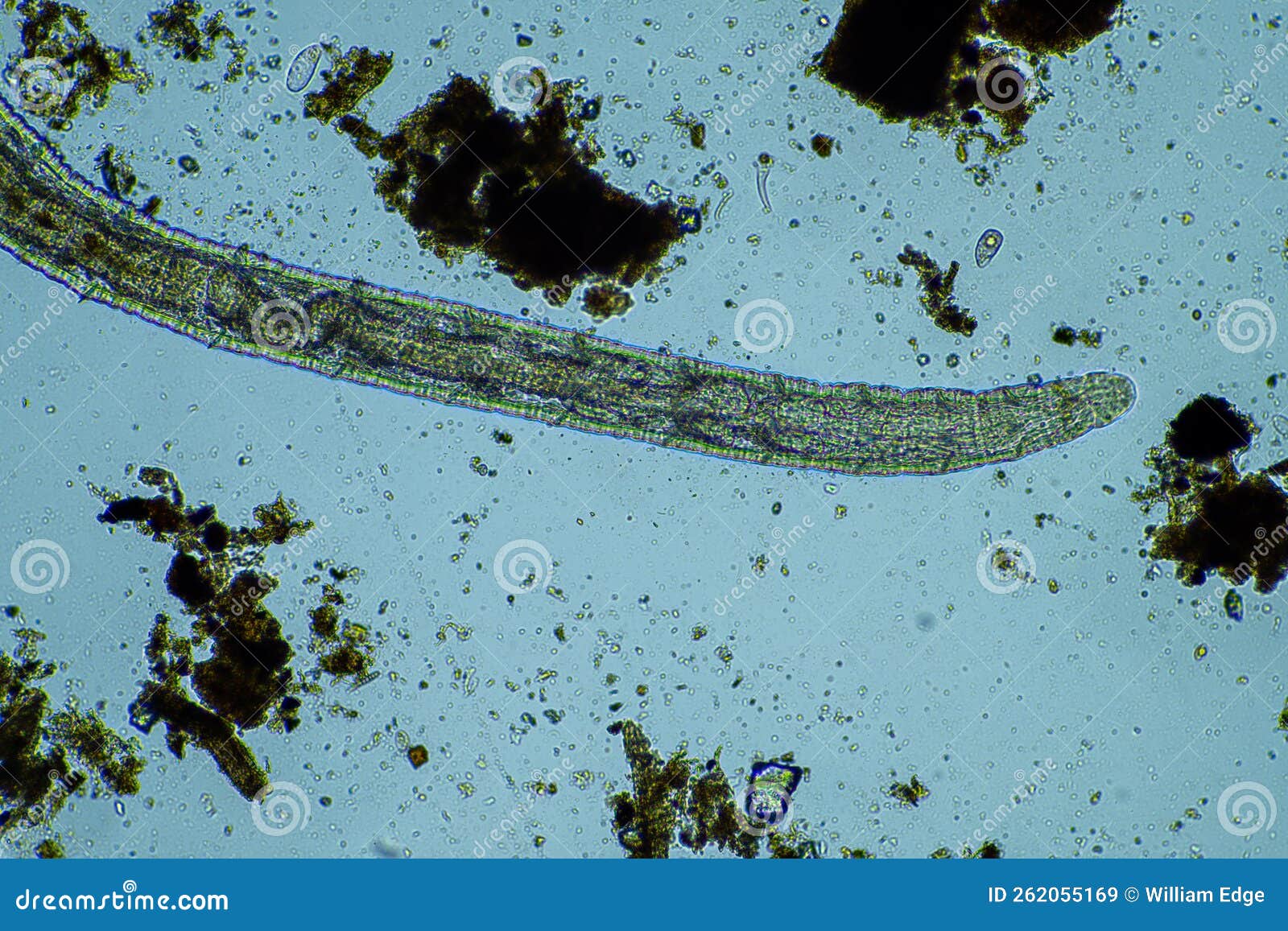 Soil Worms and Bug in Compost Stock Image - Image of green, cultivation ...