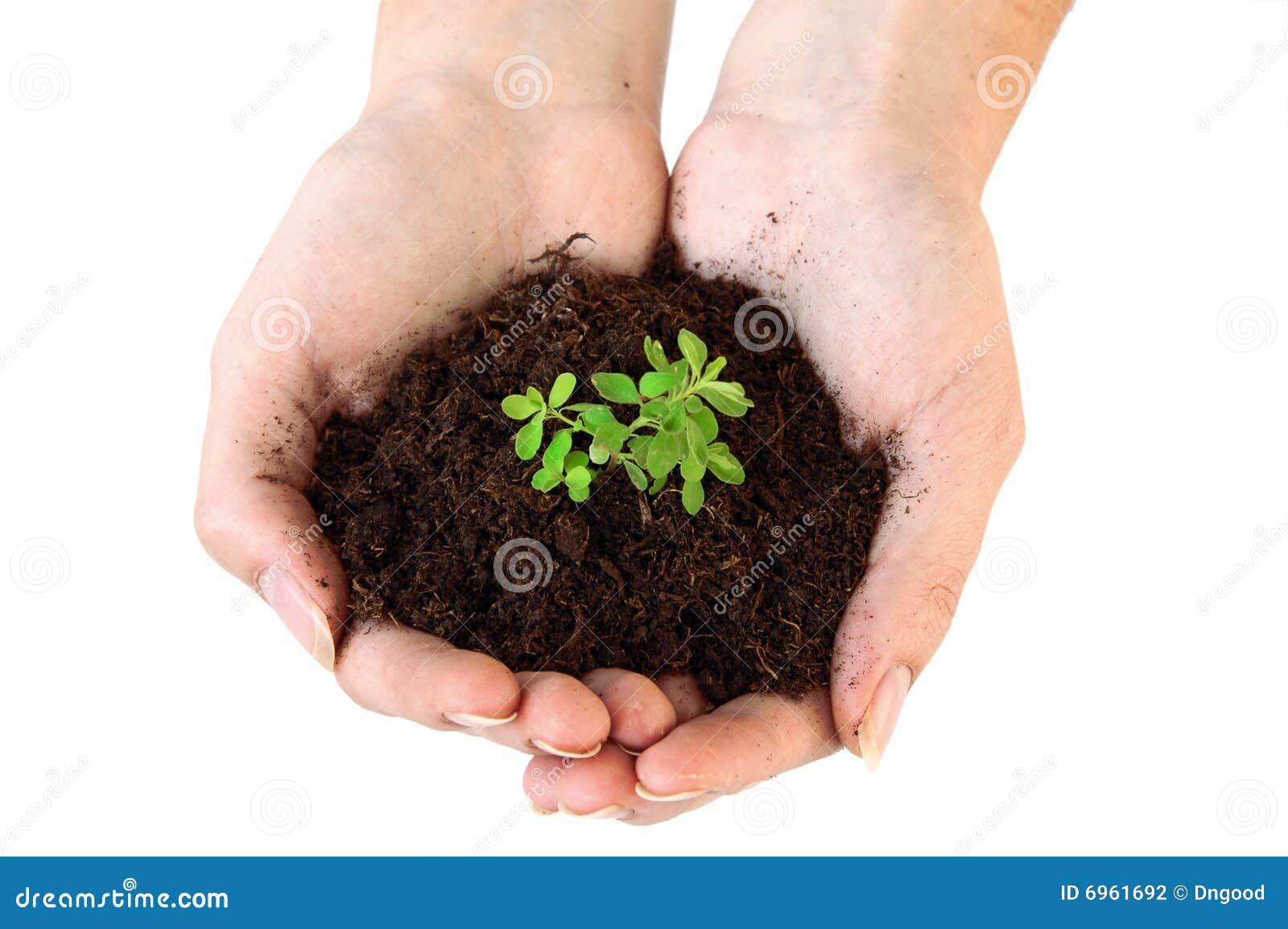 Soil and Young Plant in Hands Stock Photo - Image of fragility, concept ...