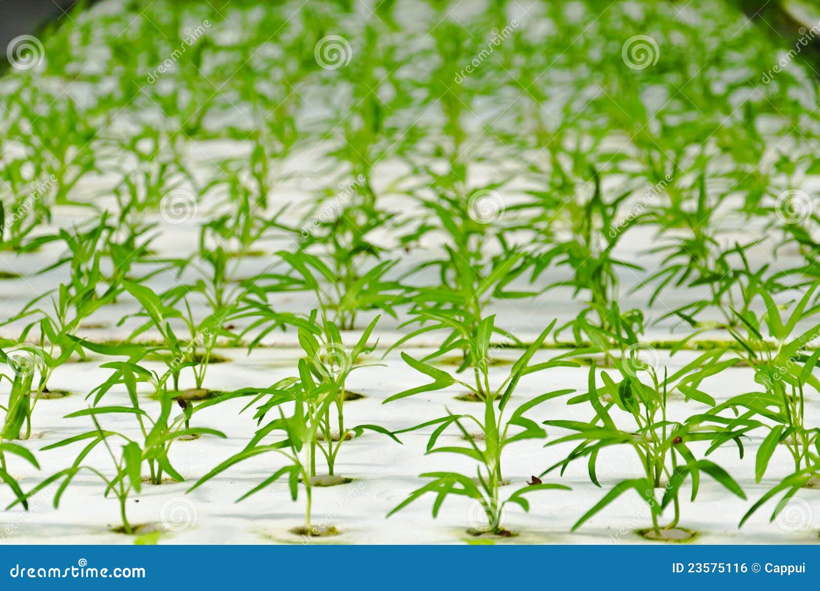Soiless Cultue or Hydroponic Stock Photo - Image of modern, food: 23575116