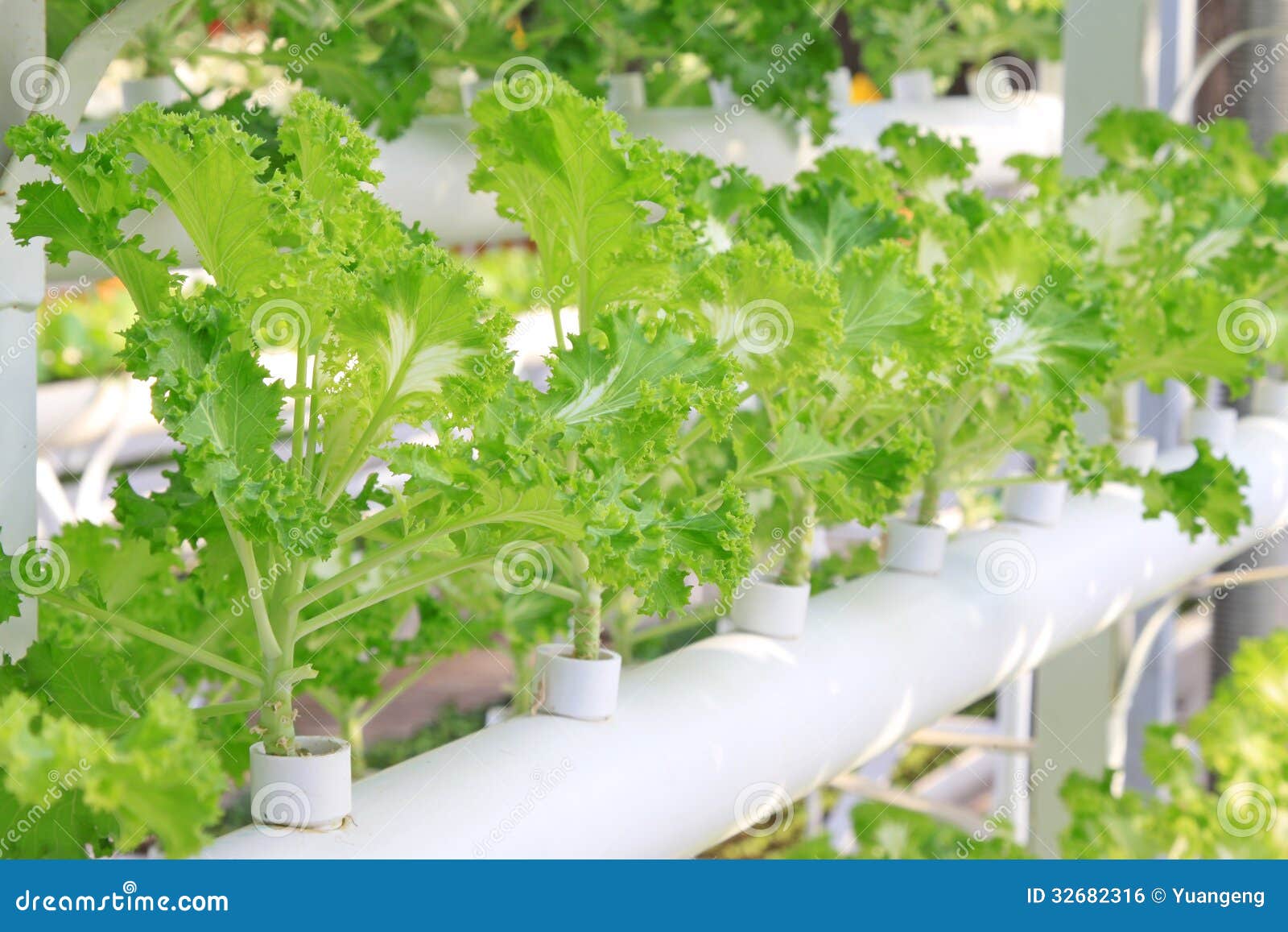 Soilless Cultivation of Green Vegetables Stock Photo - Image of natural ...