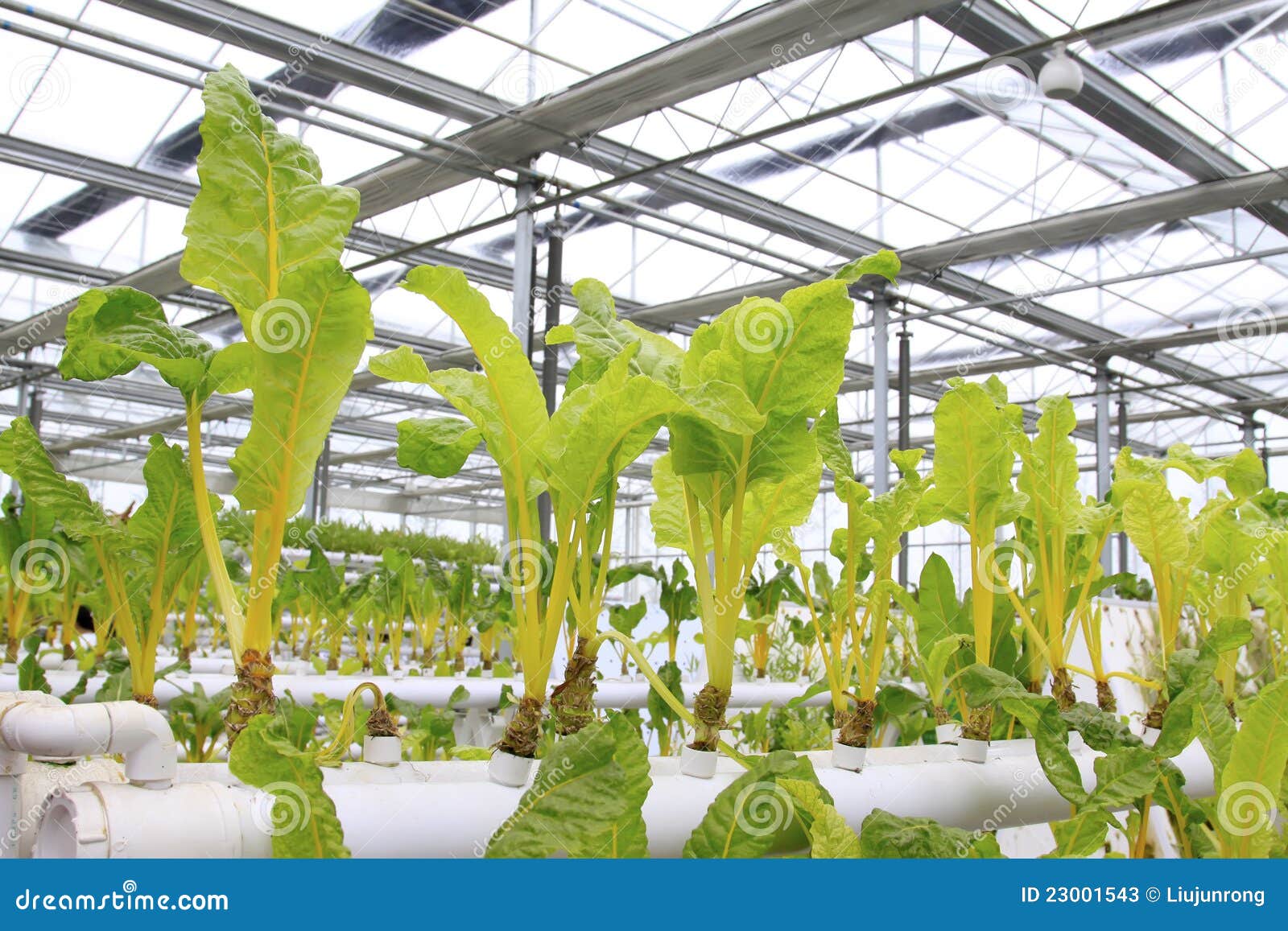 Soilless Cultivation Vegetables Stock Image - Image of concept, lettuce ...