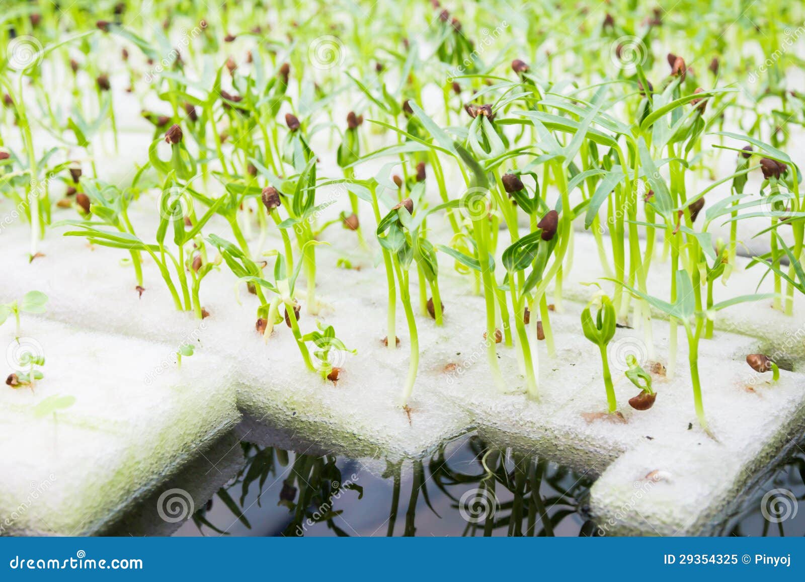 Soilless Culture or Hydroponic Stock Image - Image of green, fresh ...