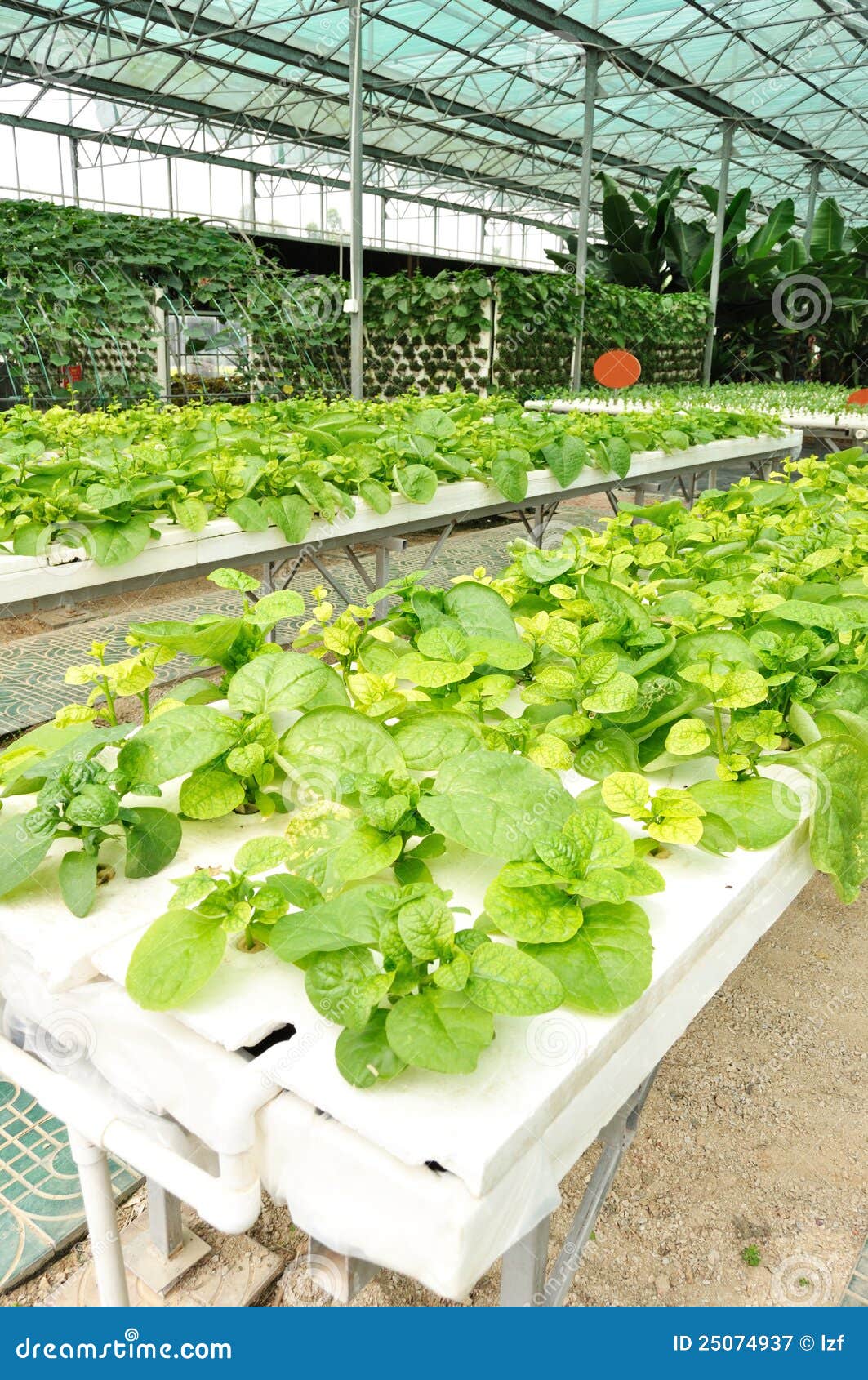 Soilless culture planting stock image. Image of soilless - 25074937