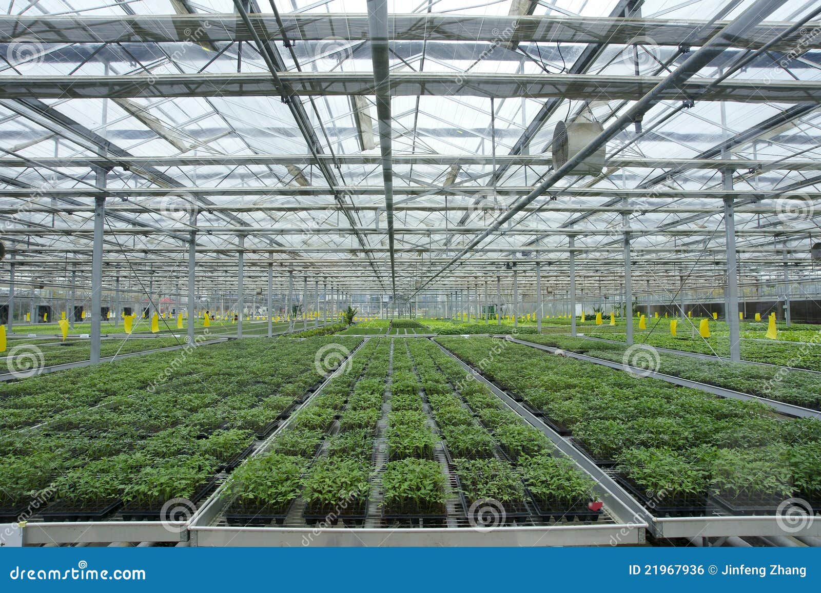 Soilless greenhouse stock photo. Image of hydroponics - 21967936