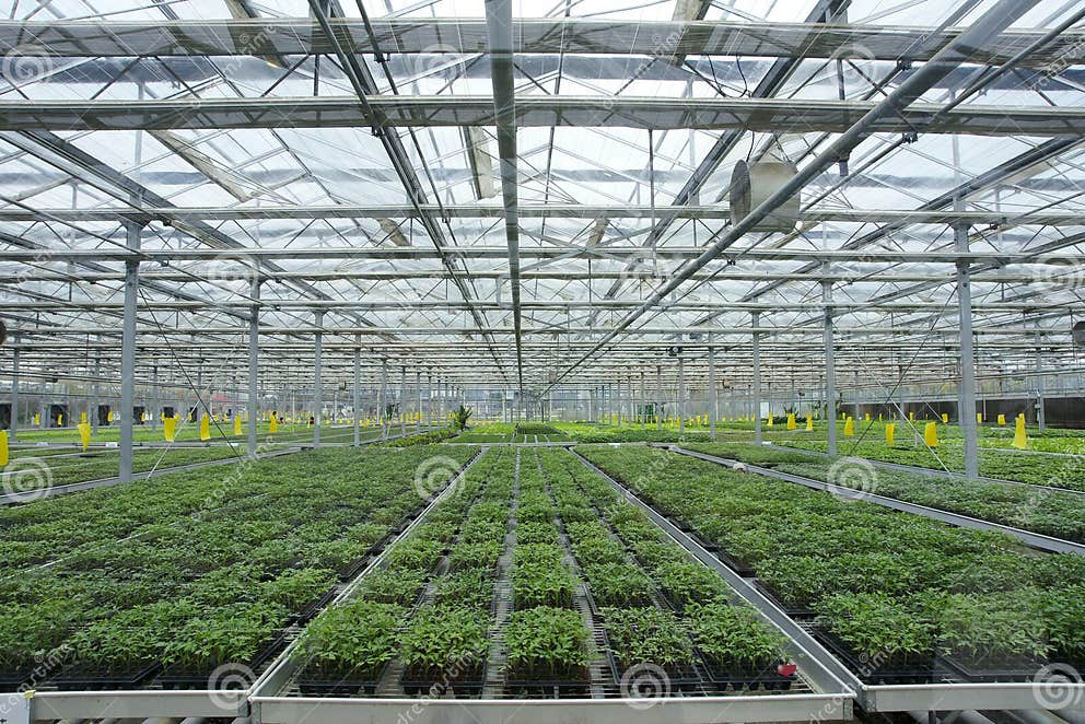 Soilless greenhouse stock photo. Image of hydroponics - 21967936