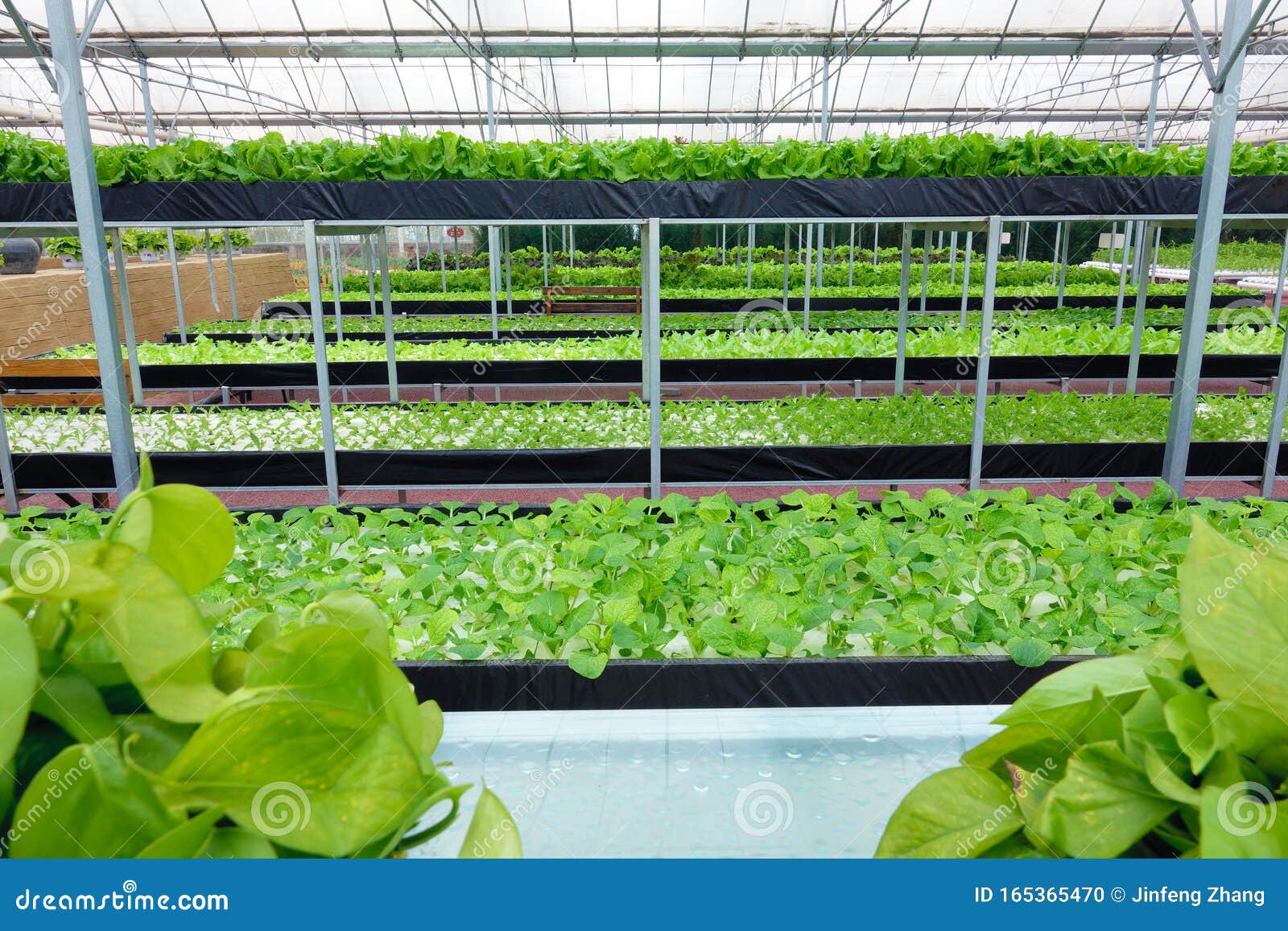 Soilless greenhouse stock photo. Image of green, irrigation - 165365470