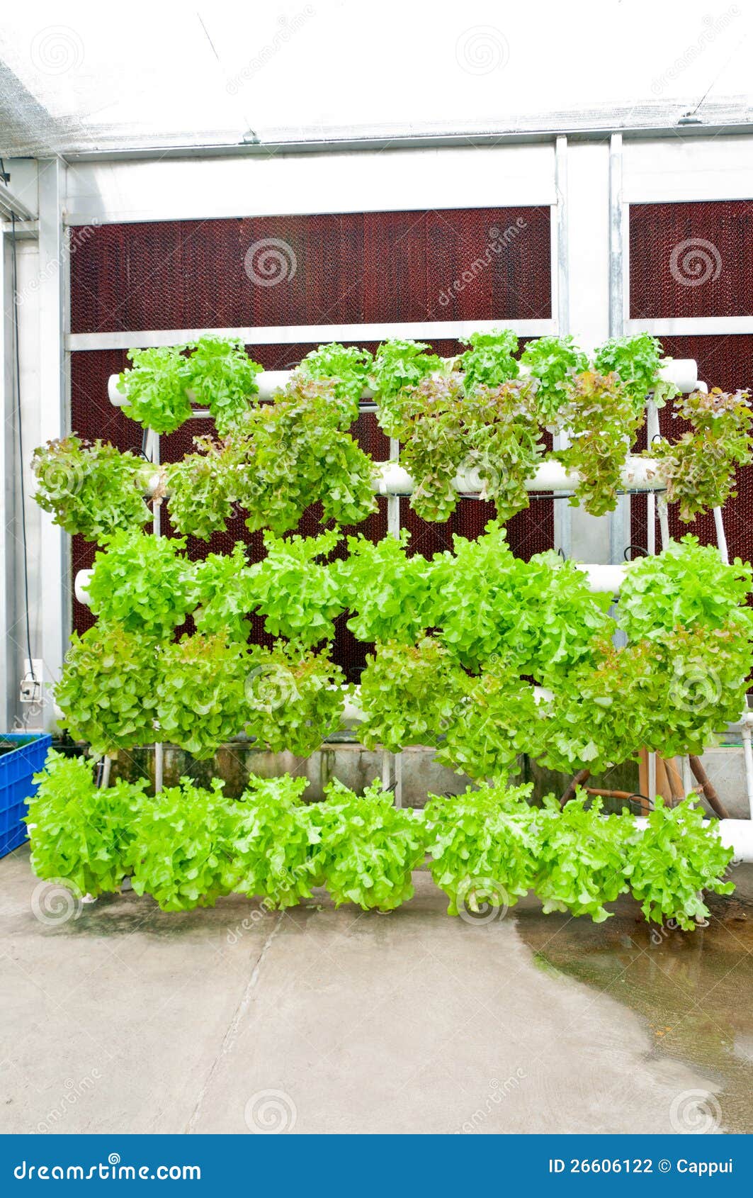 Soilless or hydroponic stock photo. Image of hydroponic - 26606122