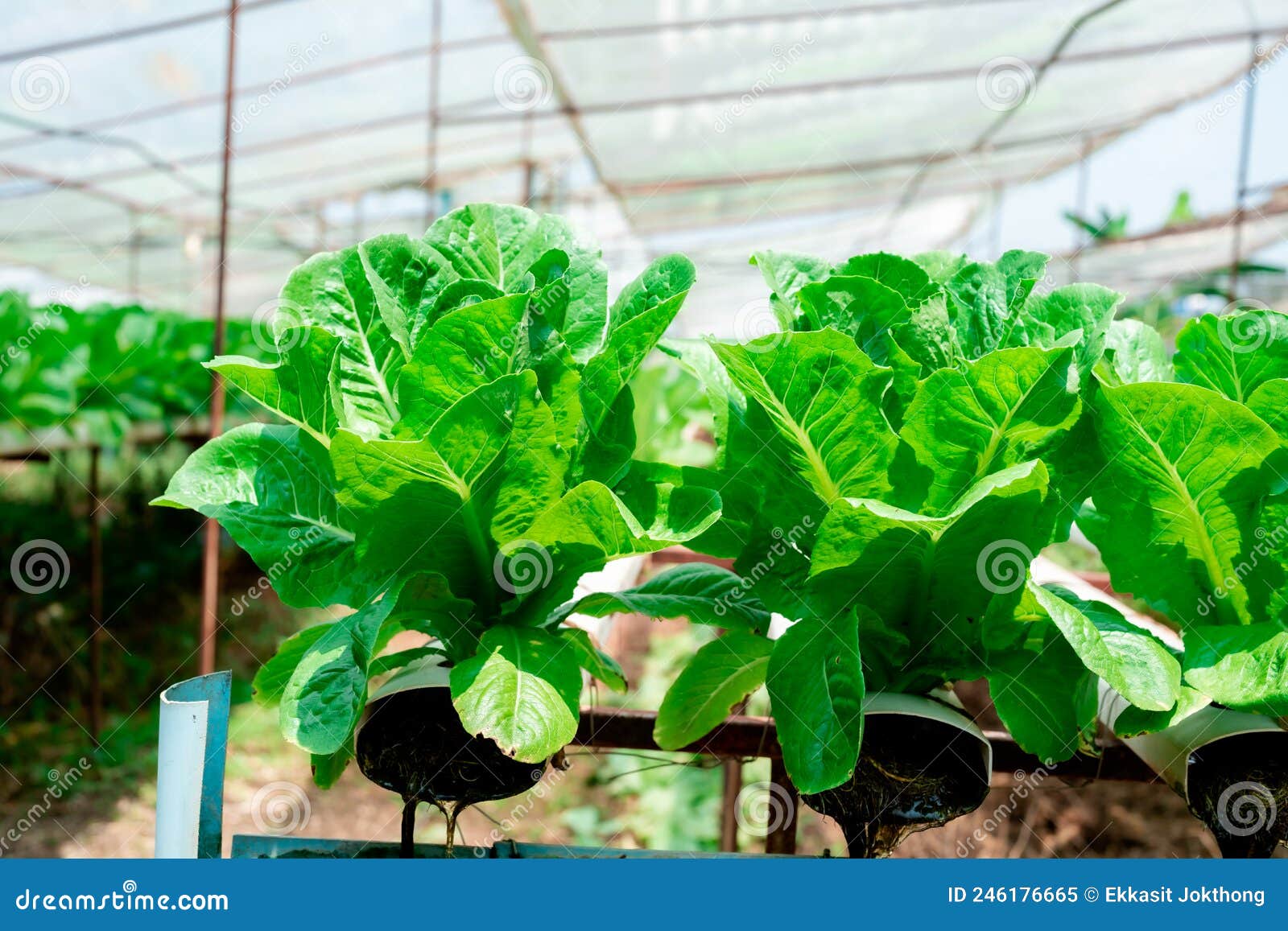 Soilless Vegetable Farm Uses Farm Water in Sunlight Planted in Rows ...