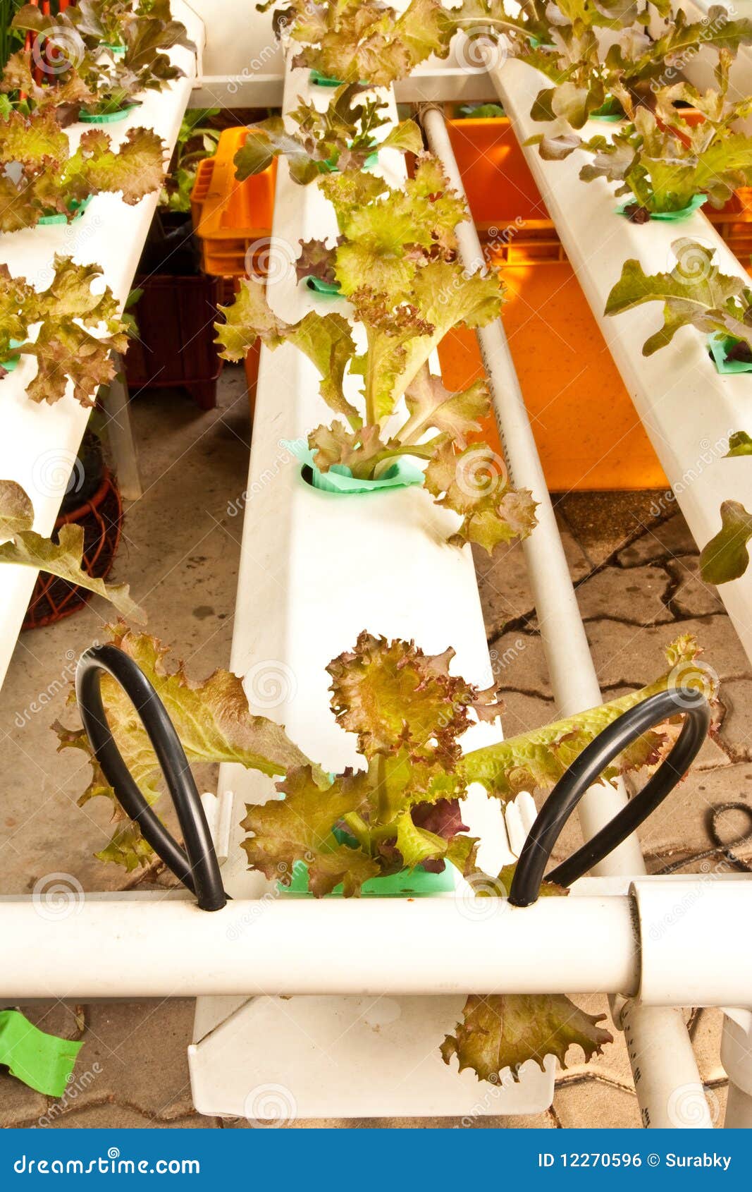 Soilless Vegetable Planting Stock Photo - Image of soilless, growth ...