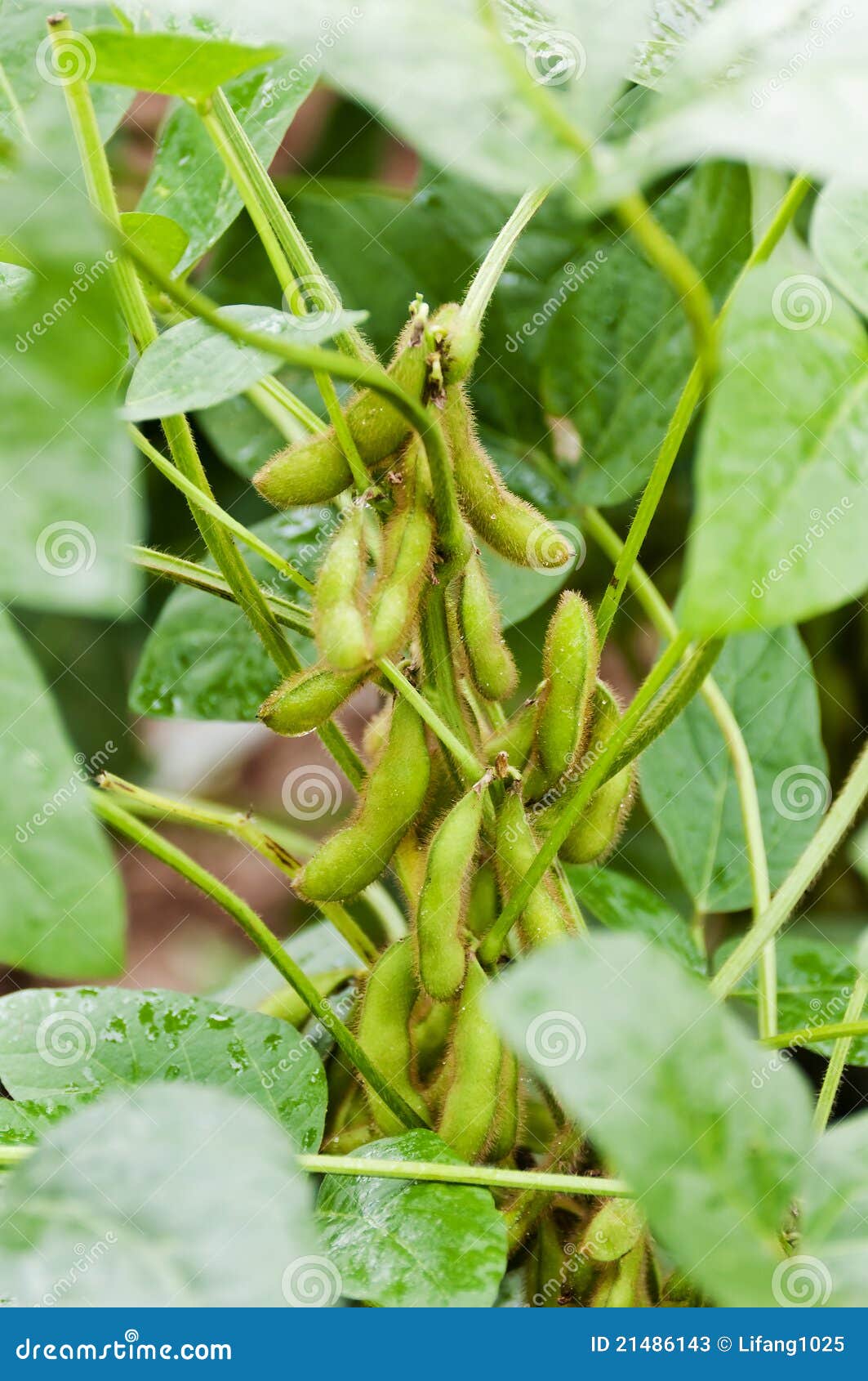 Soja obraz stock. Obraz złożonej z proteina, greenbacks - 21486143