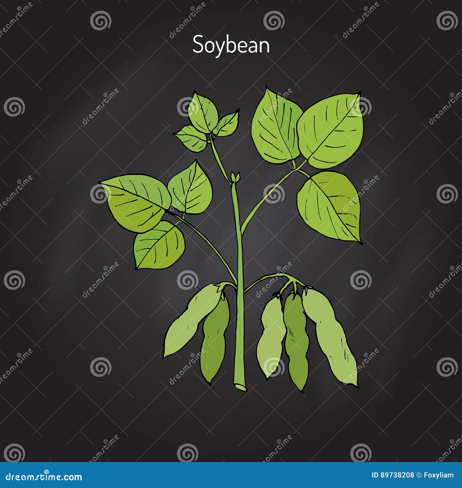 Soja, o haba de soja ilustración del vector. Ilustración de muestra ...