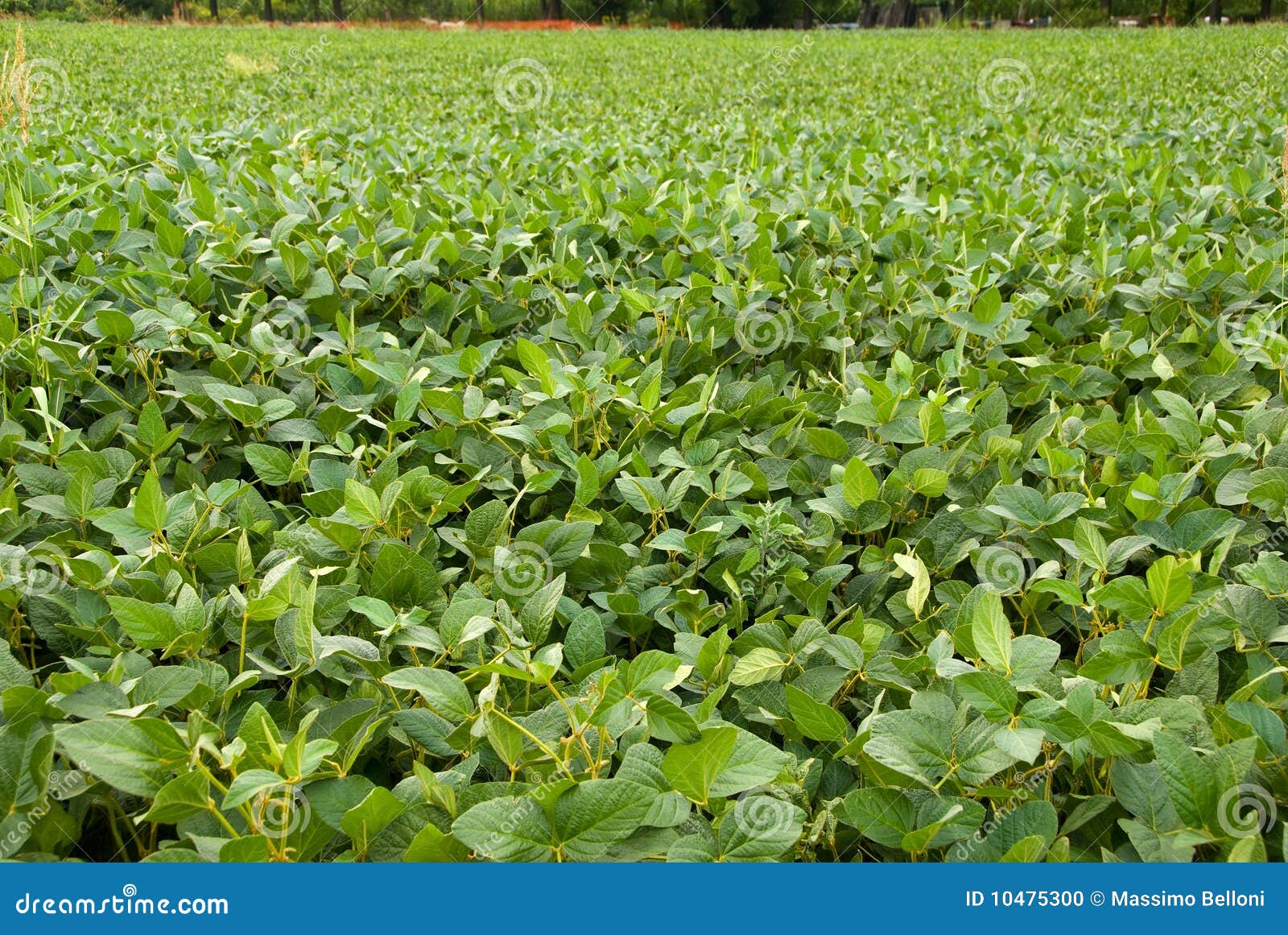 Soja vert de zone photo stock. Image du lame, agricole - 10475300