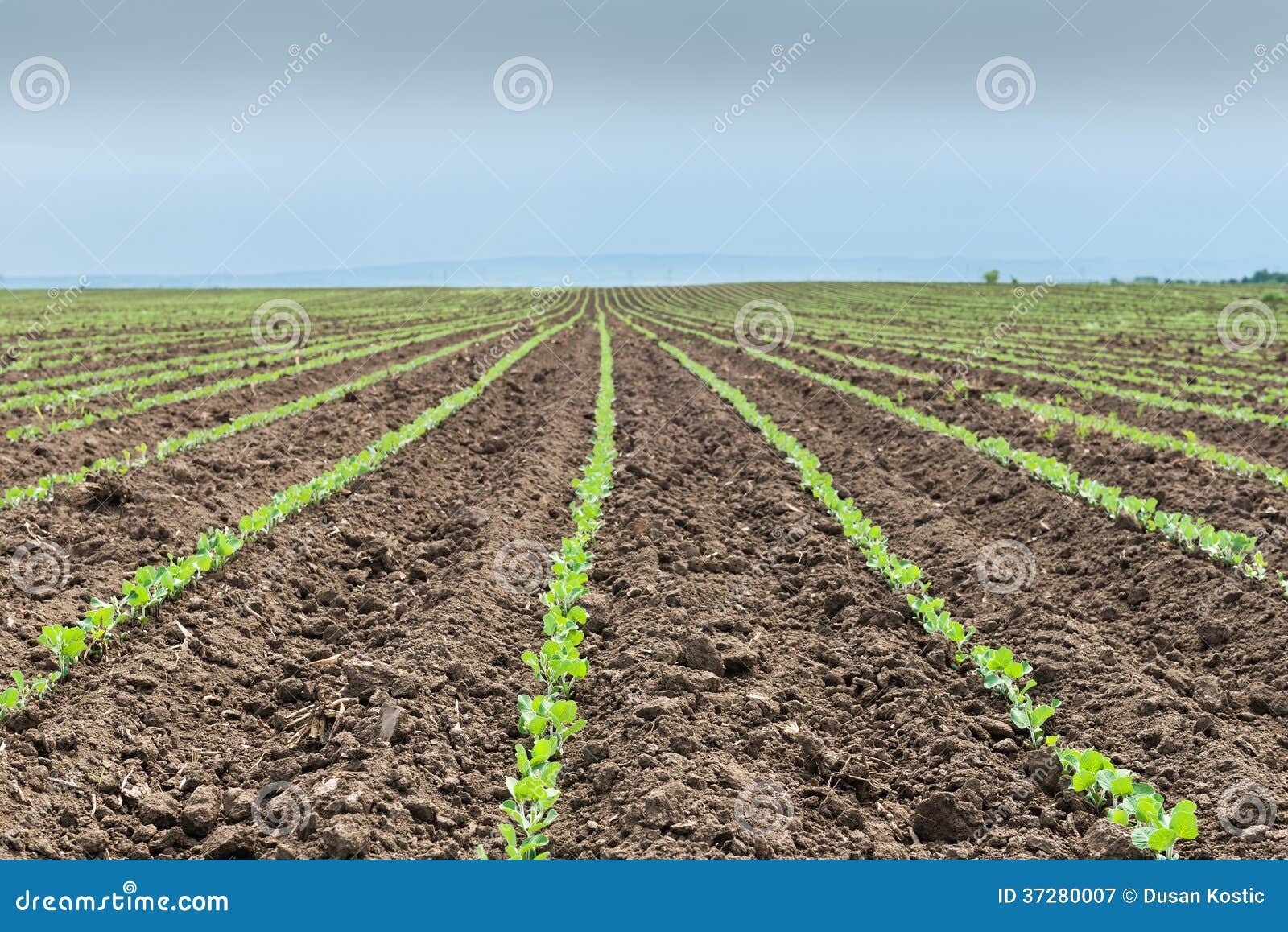 Sojabohnen-Feld-Reihen stockbild. Bild von landwirtschaft - 37280007