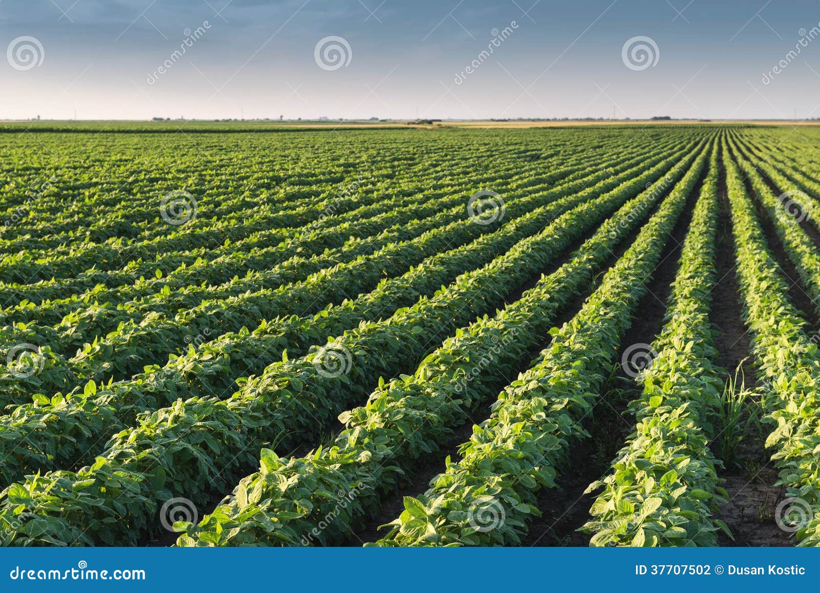 Sojabohnen-Feld-Reihen stockfoto. Bild von feld, monokultur - 37707502