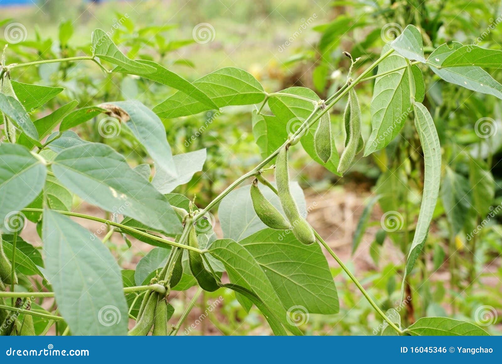 Sojaboon stock foto. Image of sojaboon, blad, peulvrucht - 16045346